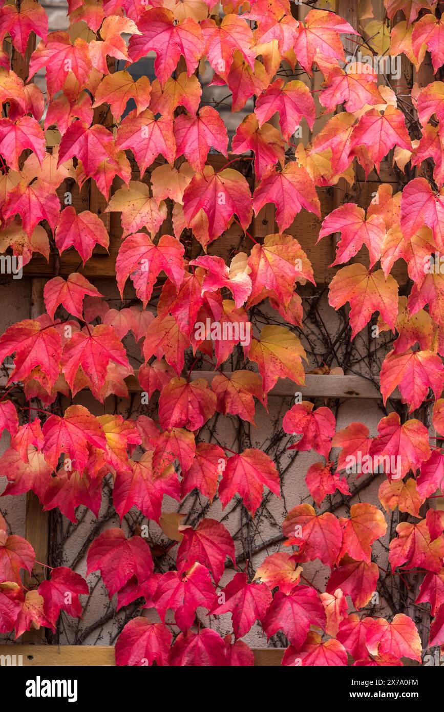 Dark red Boston Ivy leaves over white wall Stock Photo - Alamy