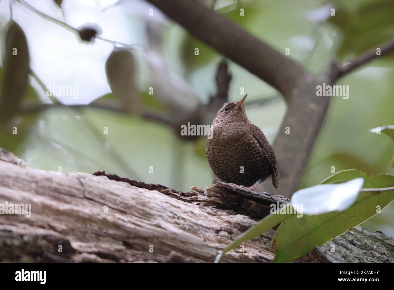 The Eurasian wren (Troglodytes troglodytes) or northern wren is a very ...