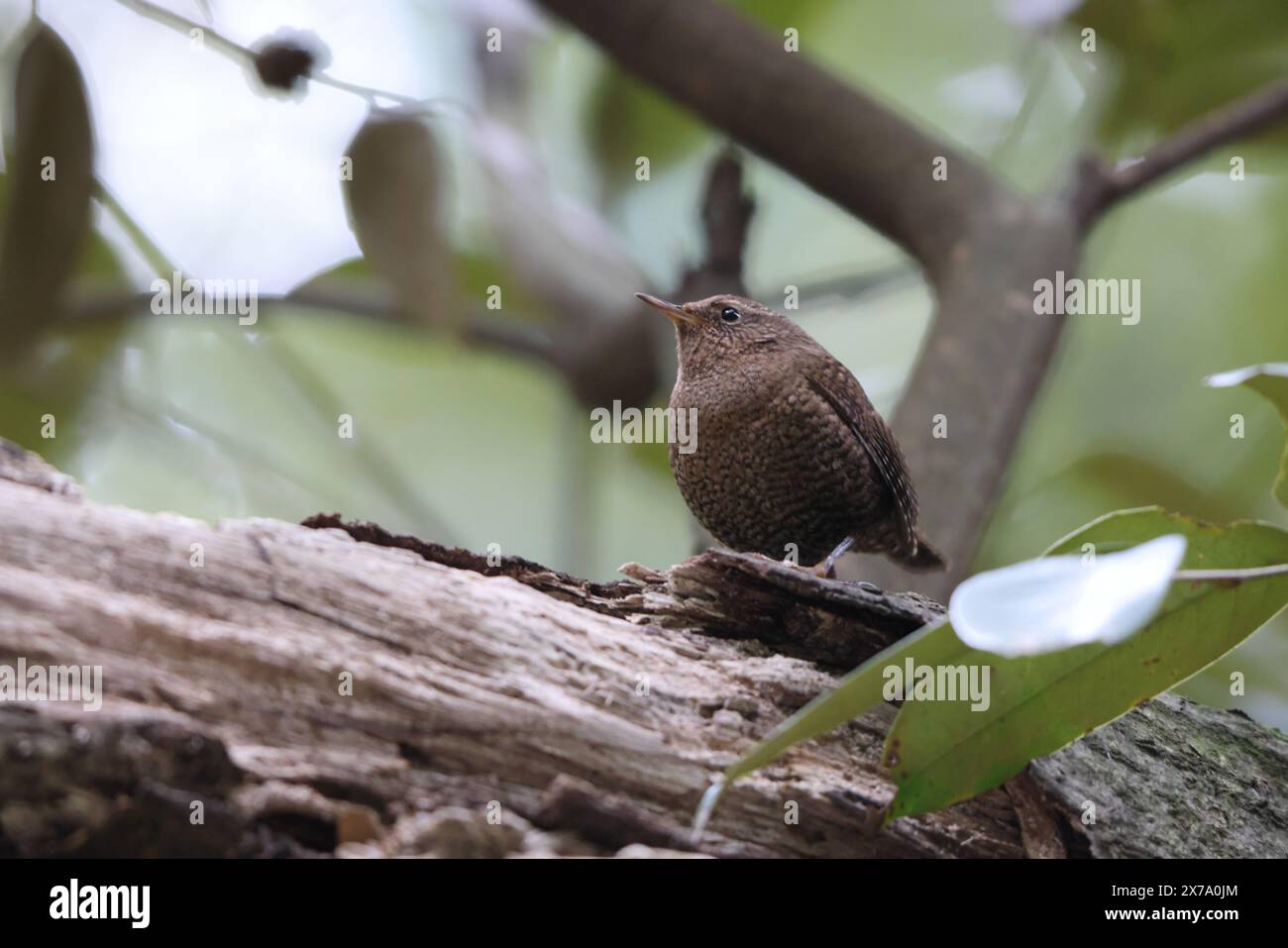 The Eurasian wren (Troglodytes troglodytes) or northern wren is a very ...