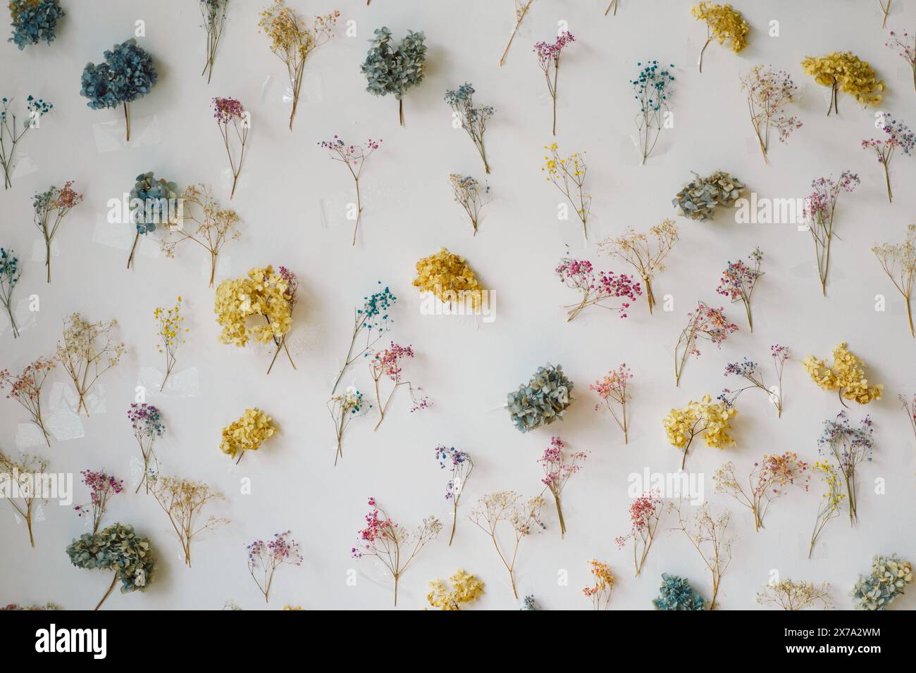 Assorted Dried Flowers Arranged Neatly Against A White Background Stock ...