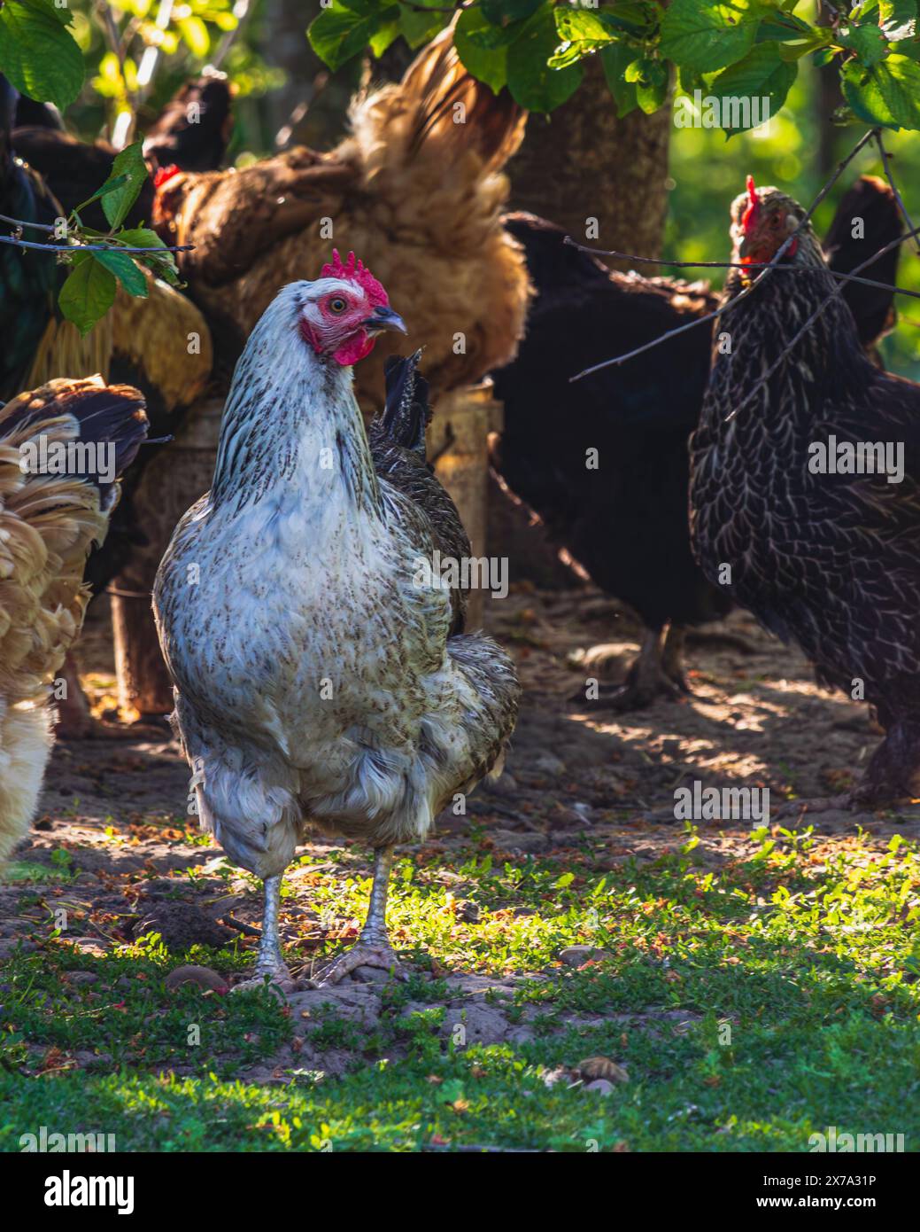 Hen under tree hi-res stock photography and images - Alamy