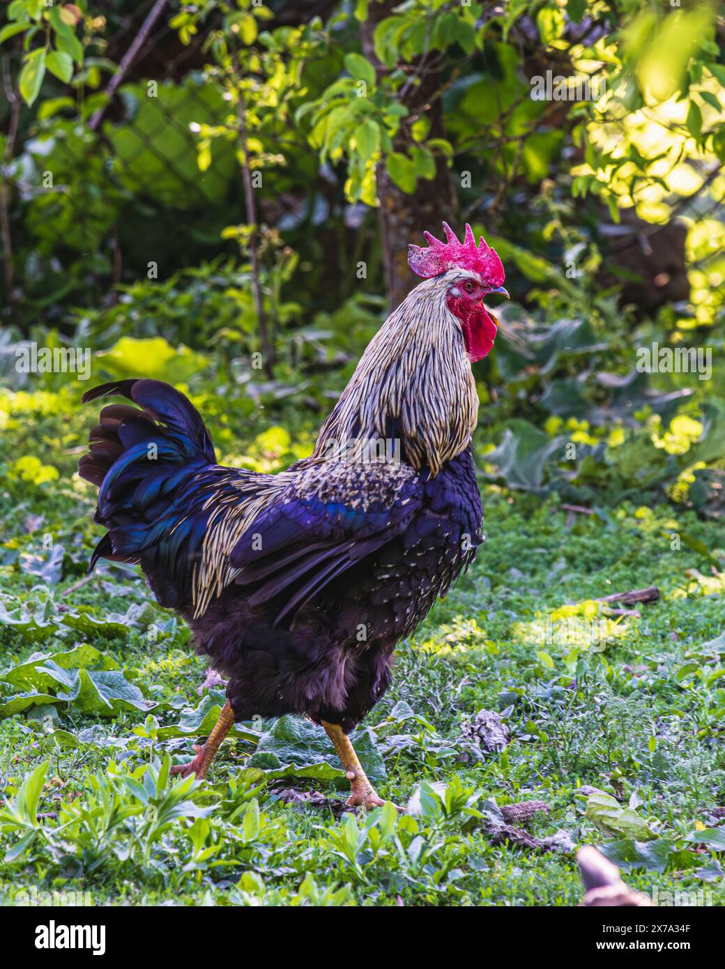 A beautiful rooster walks on the green grass and crows Stock Photo - Alamy