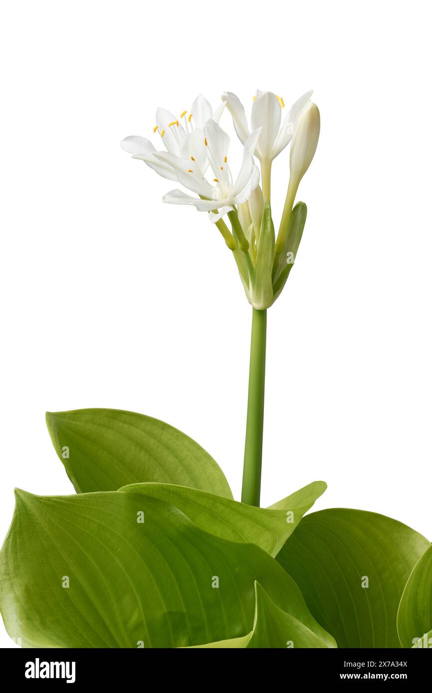 hosta sieboldiana elegans plant white flowers on tall scape above green ...