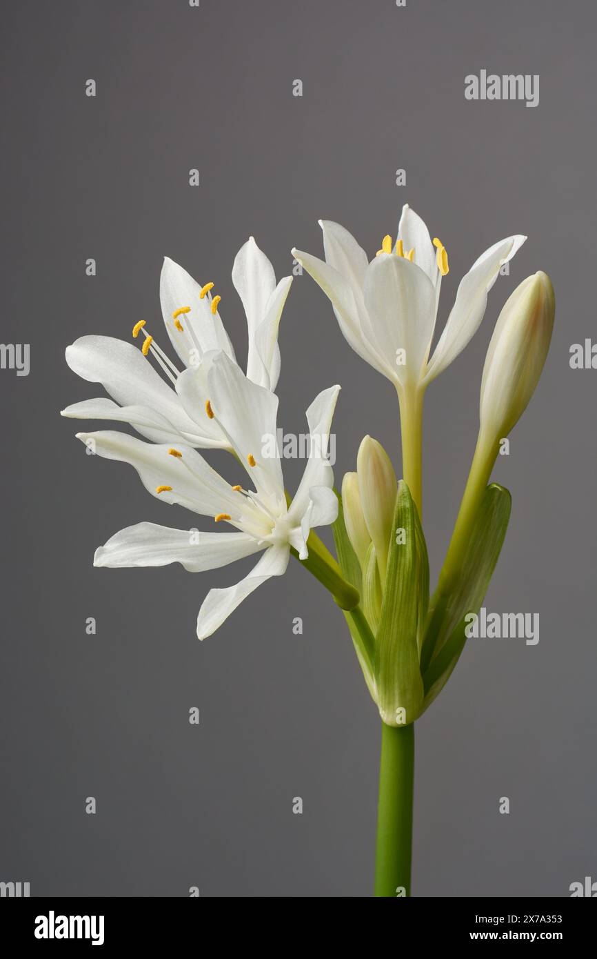 close-up of hosta sieboldiana elegans plant white flowers on tall scape ...