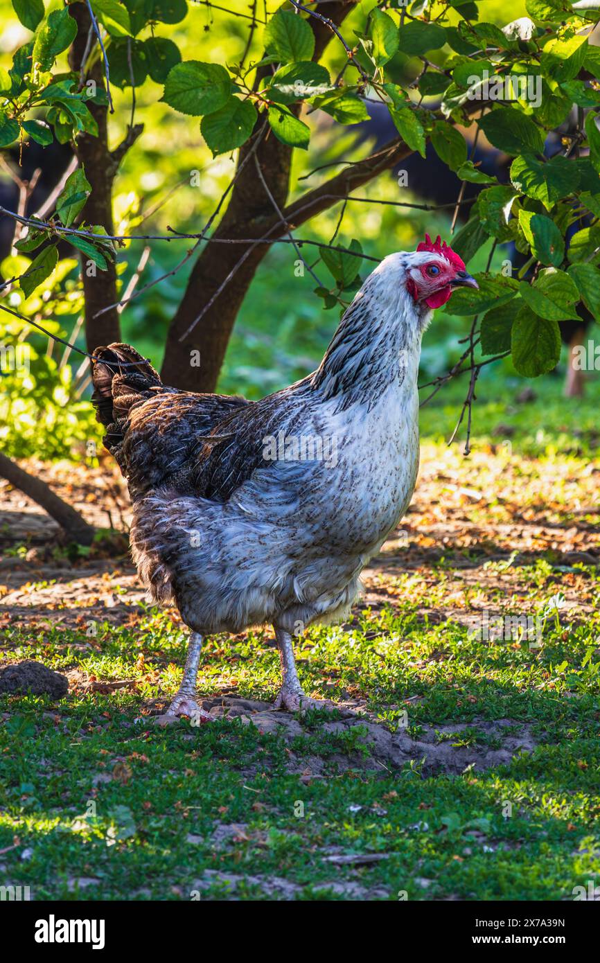 white loose chicken outdoor in the grass Stock Photo - Alamy