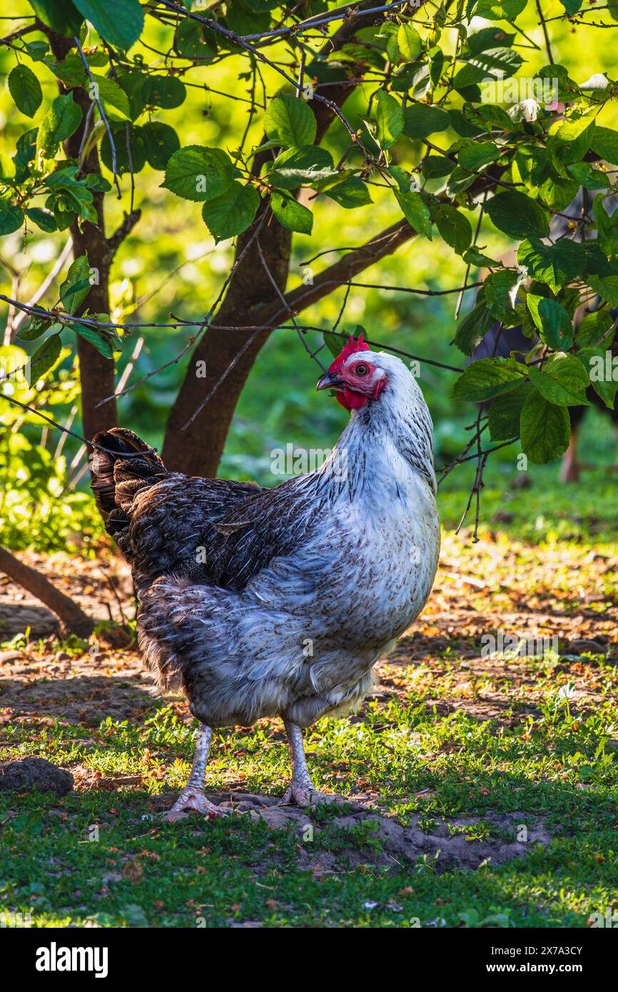 white loose chicken outdoor in the grass Stock Photo - Alamy