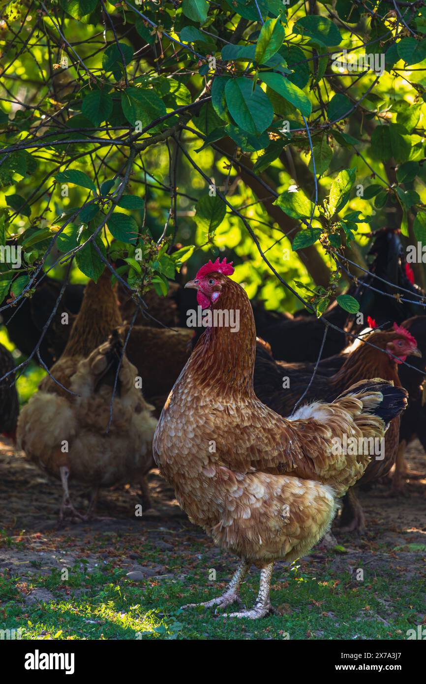Chickens on under white hi-res stock photography and images - Alamy