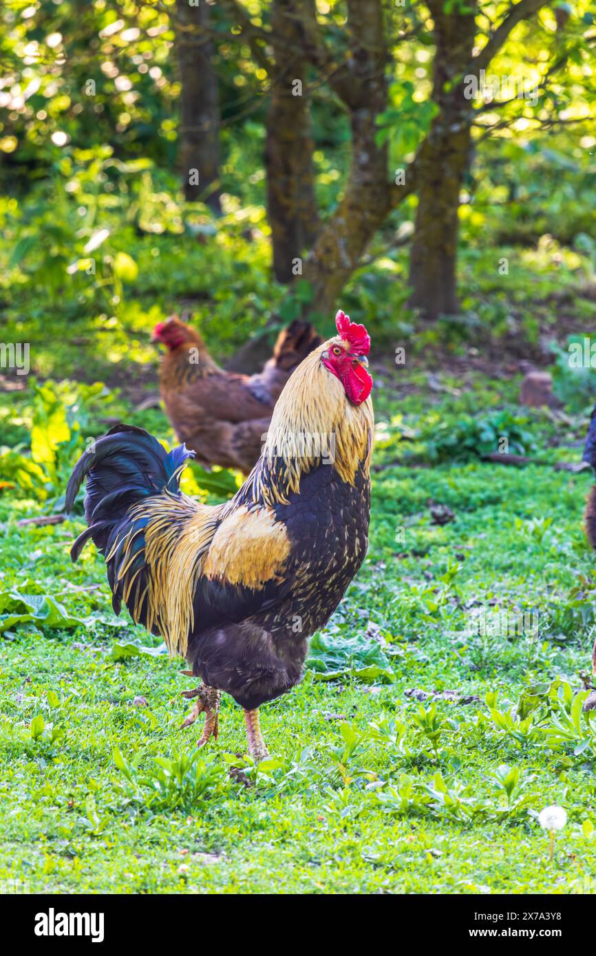 A beautiful rooster walks on the green grass in the yard Stock Photo ...