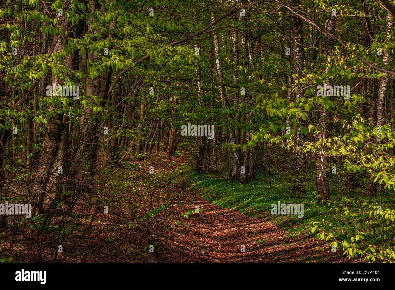 Beautiful green summer forest. Spring background, backdrop Stock Photo ...