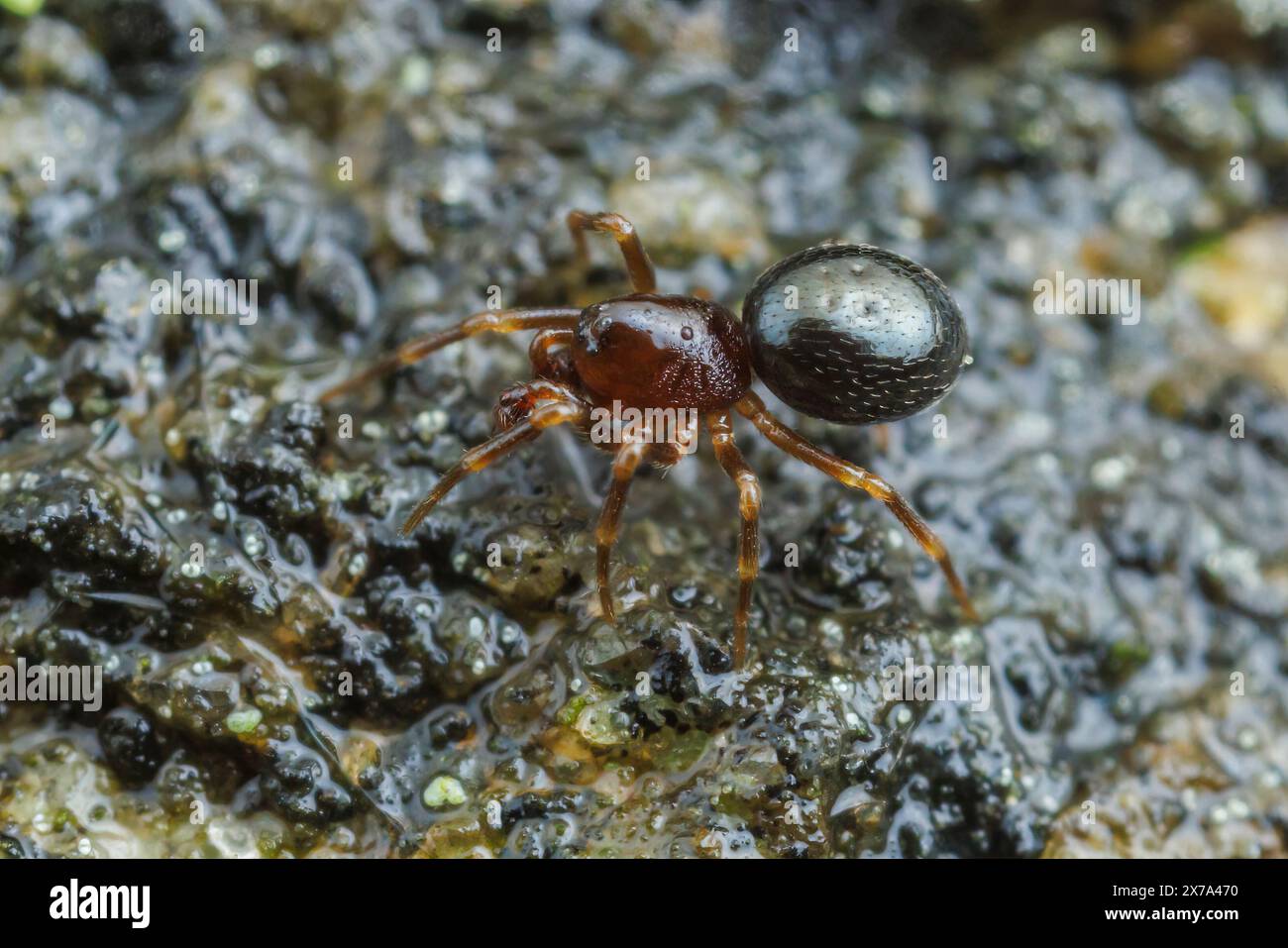 Linyphiid Spider (Erigoninae Stock Photo - Alamy
