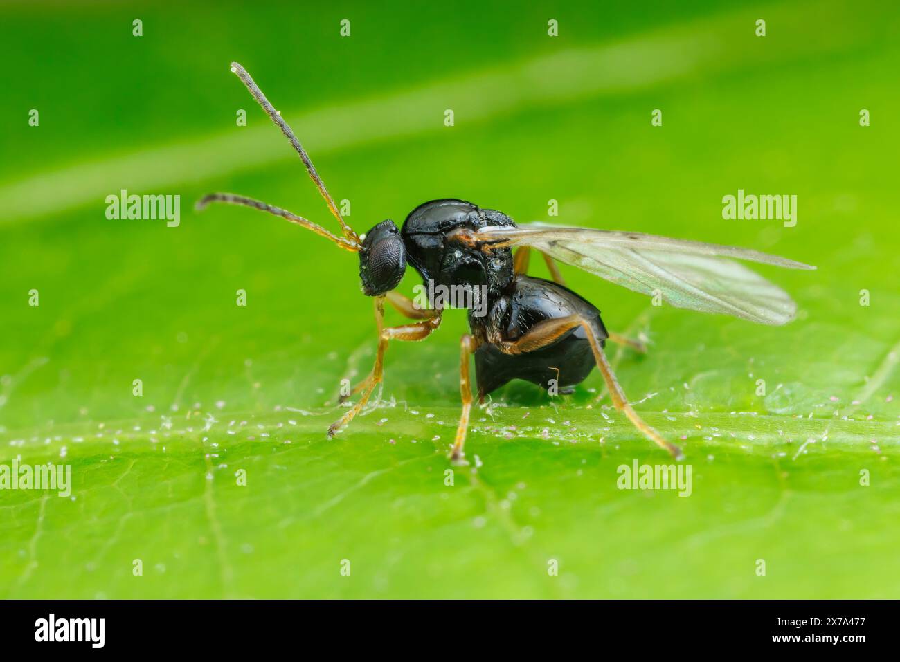 Oak gall wasp hi-res stock photography and images - Alamy