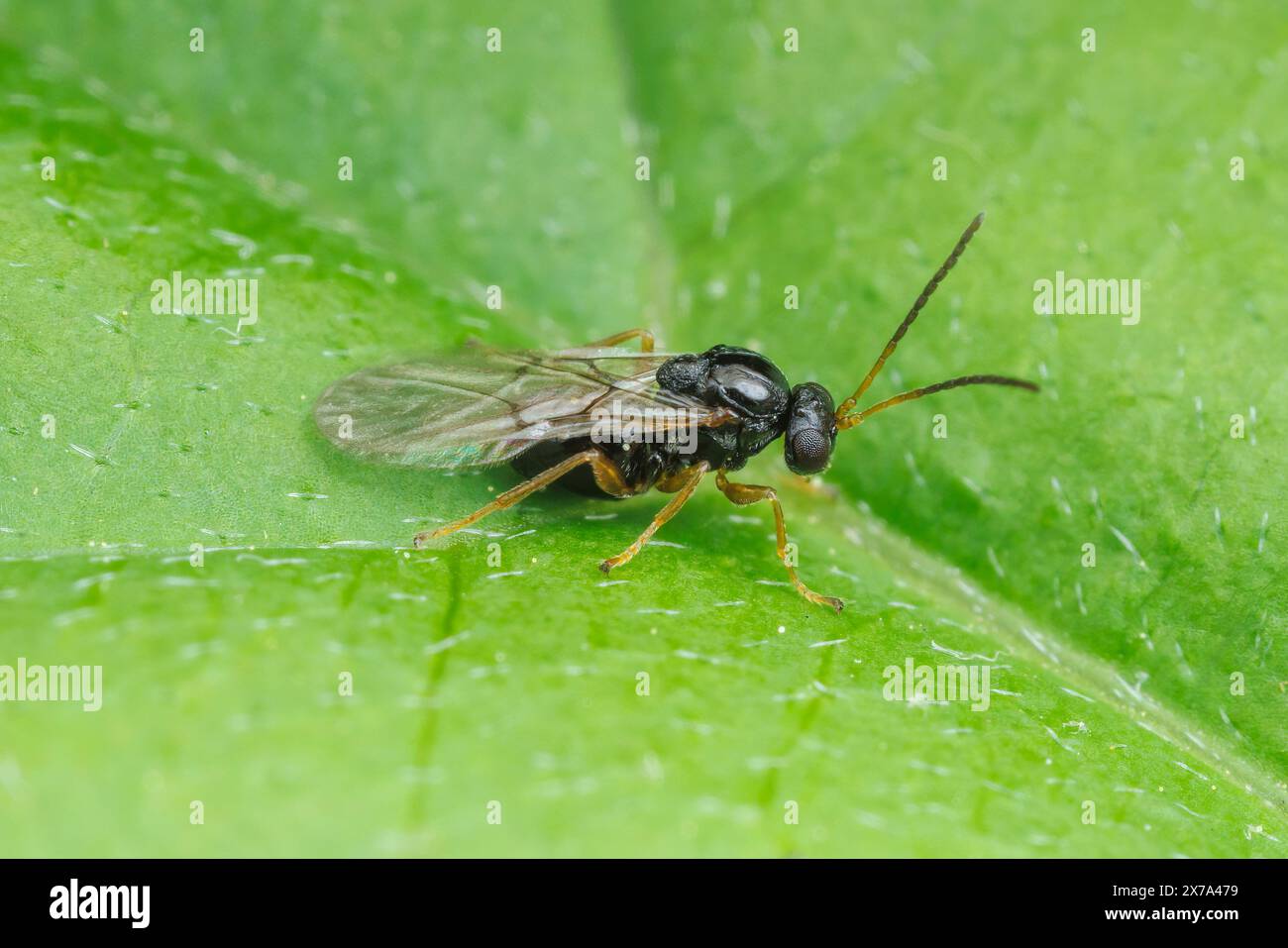 Succulent Oak Gall Wasp (Dryocosmus quercuspalustris) - Female Stock ...
