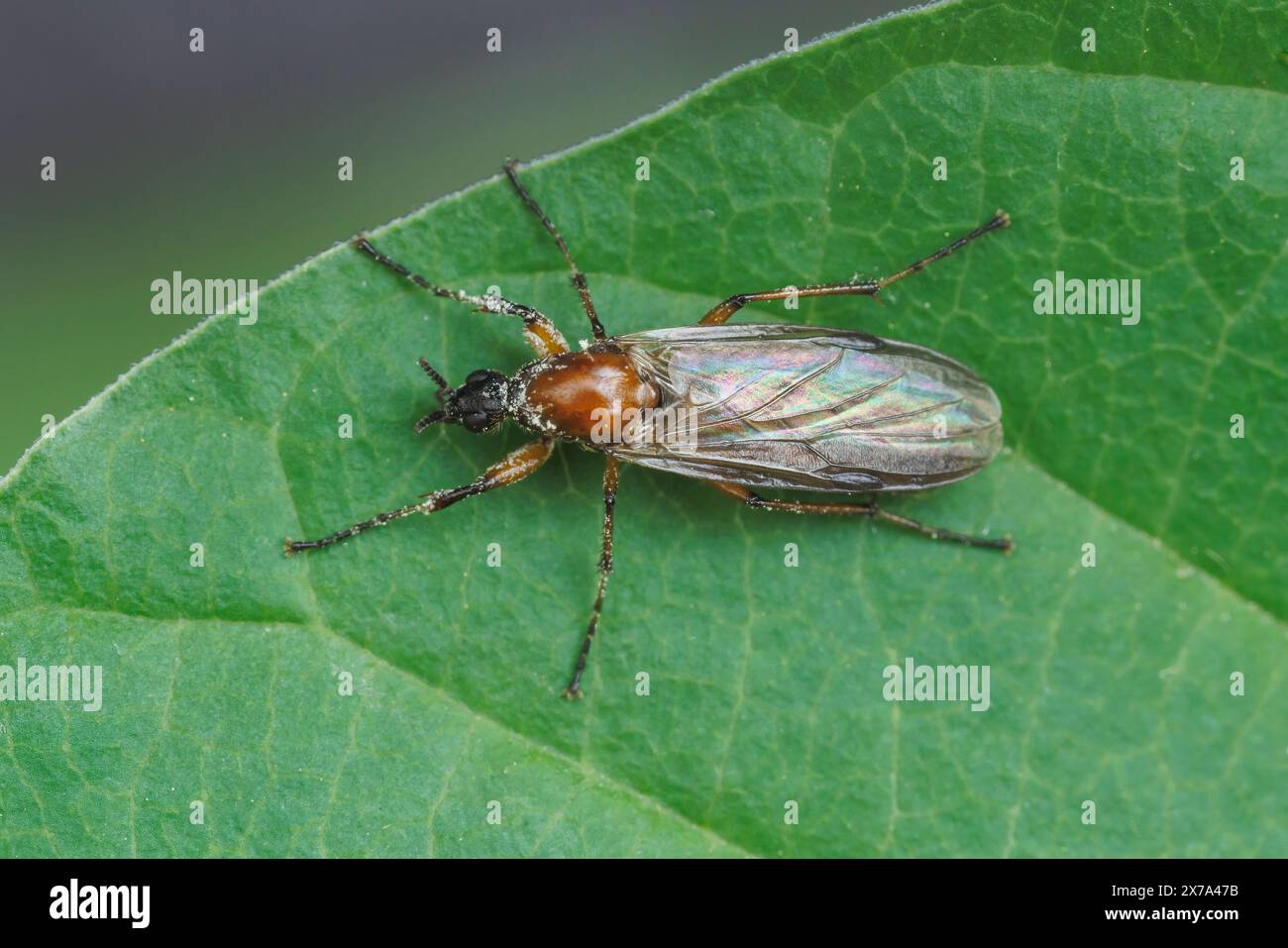 March Fly (Bibio articulatus) - Female Stock Photo - Alamy