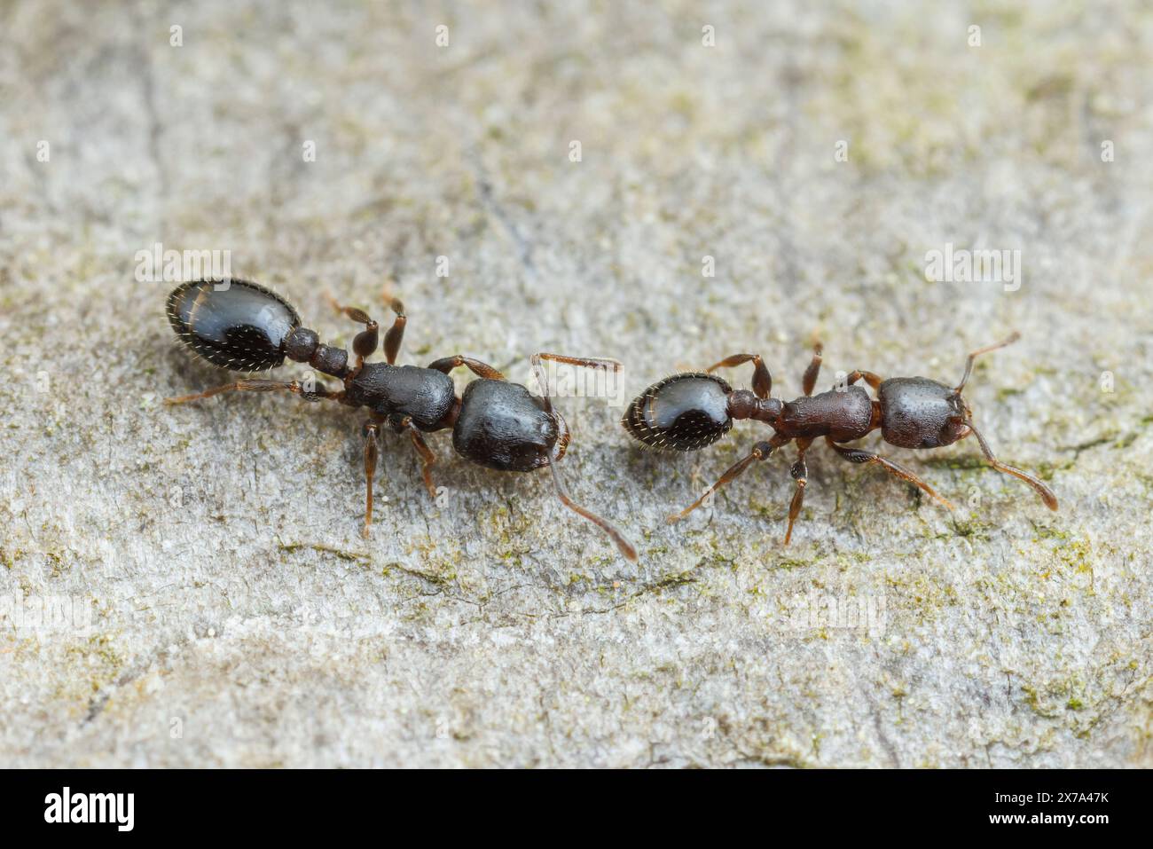 Two Acorn Ants (Temnothorax schaumii) workers follow an pheromone trail ...