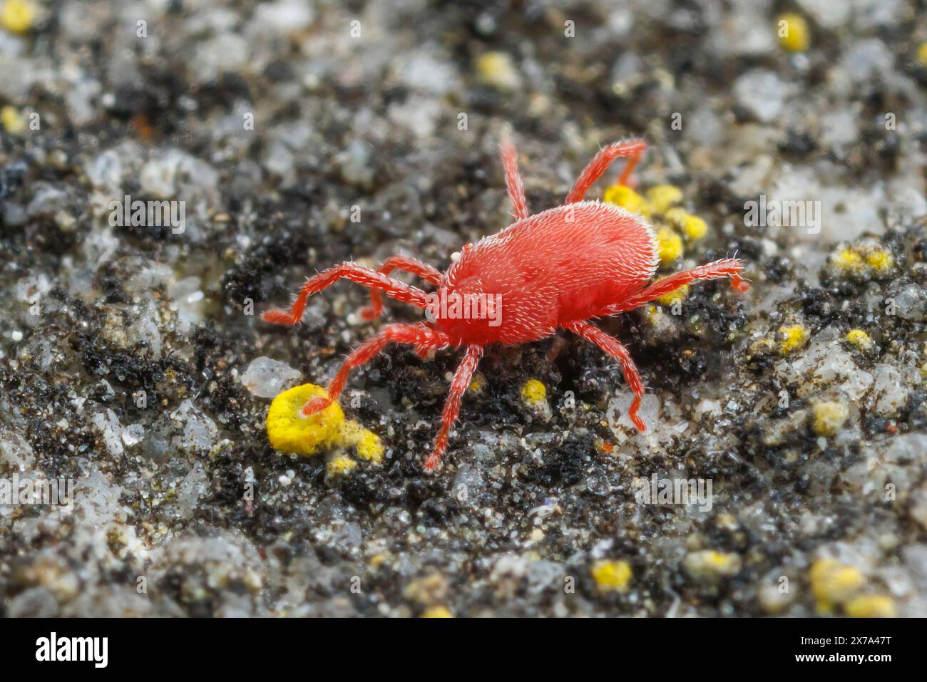 Sidewalk Mite (Balaustium sp Stock Photo - Alamy