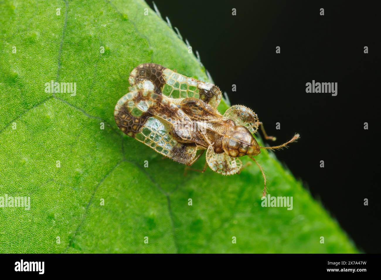 Lace bugs tingidae sp hi-res stock photography and images - Alamy