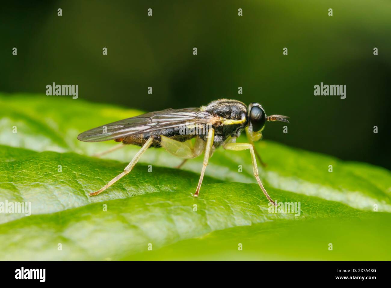 Xylomyidae hi-res stock photography and images - Alamy