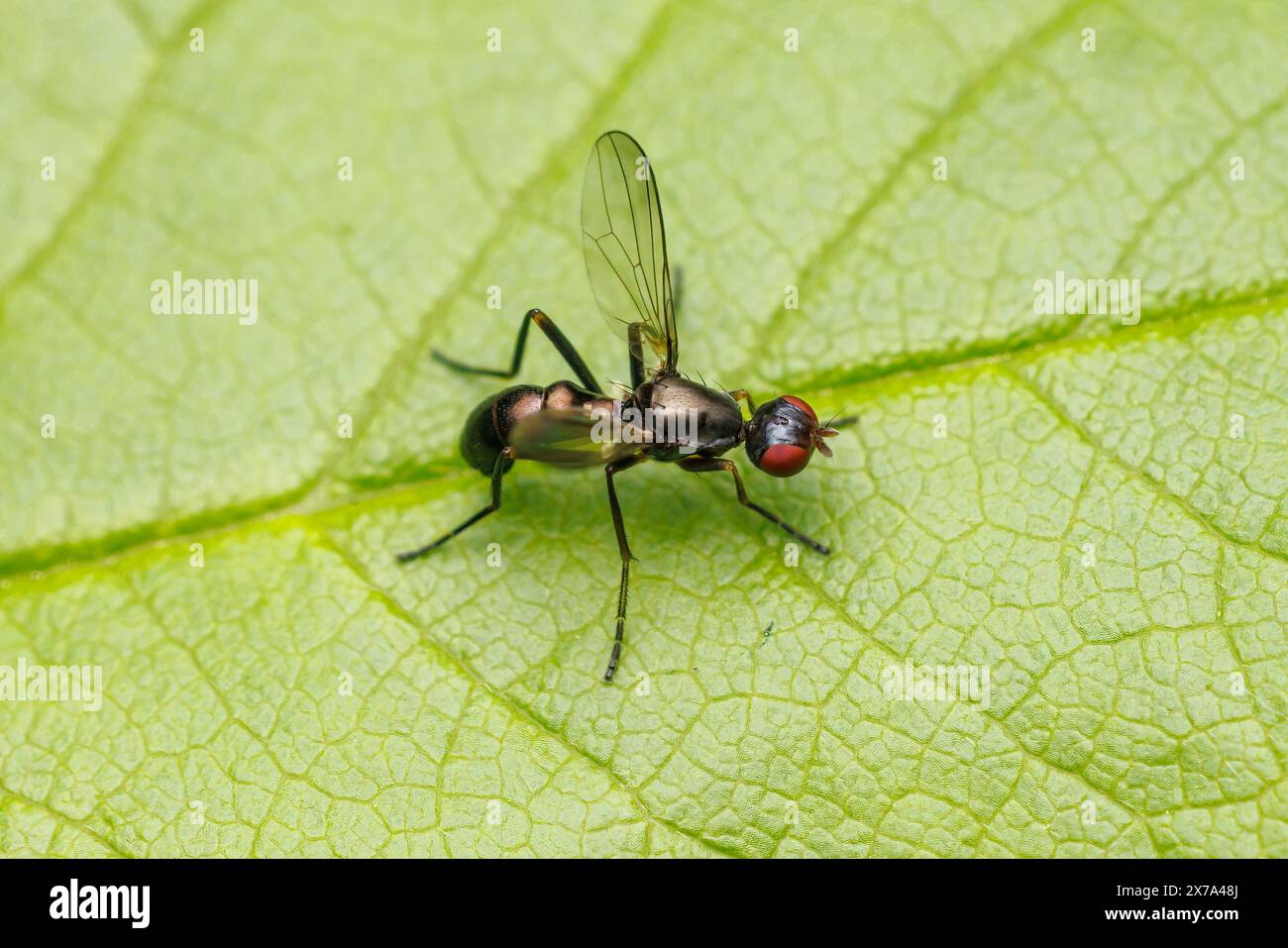 Black Scavenger Fly (Nemopoda nitidula Stock Photo - Alamy