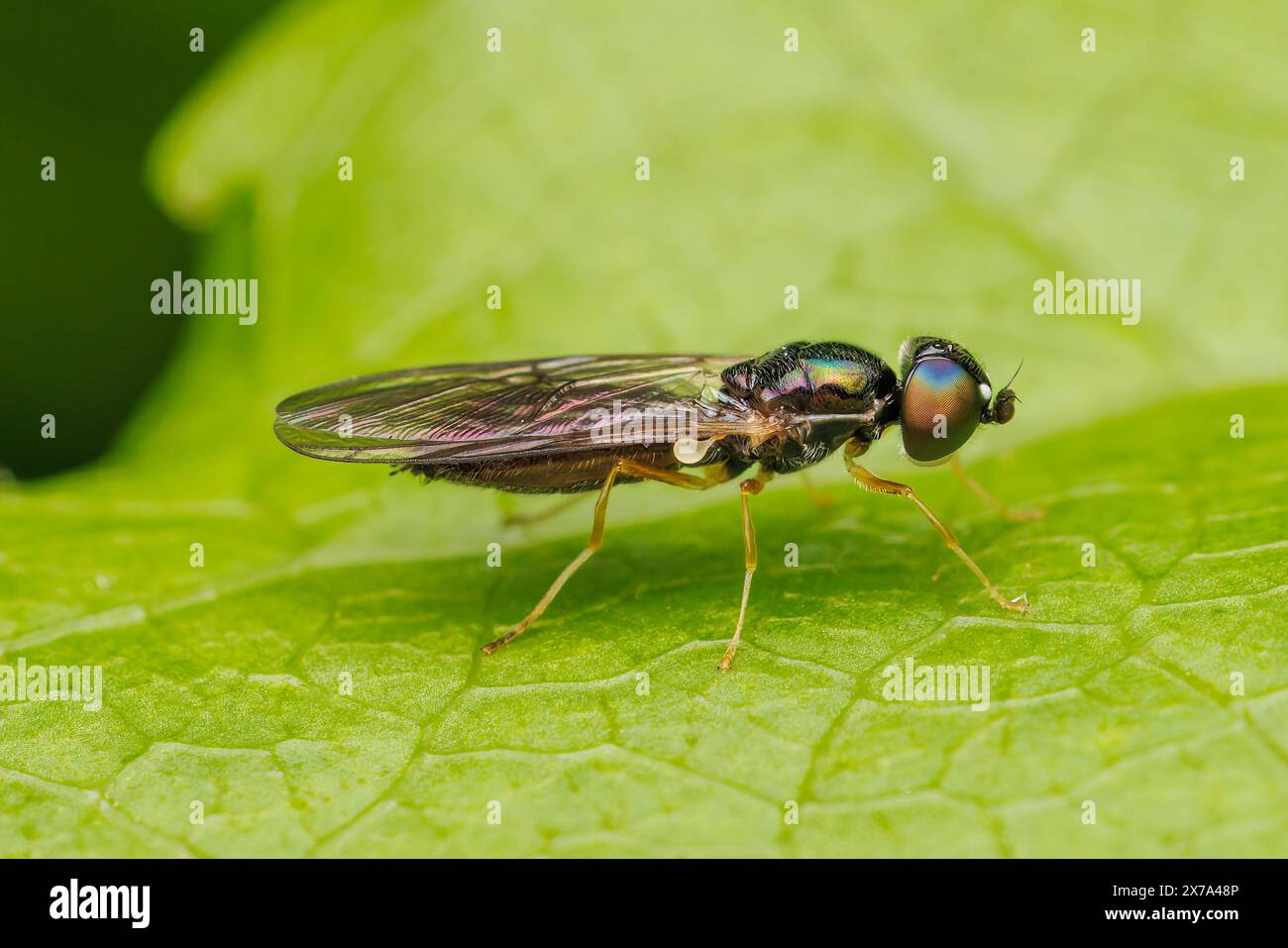 Soldier Fly (Sargus decorus) - Female Stock Photo - Alamy