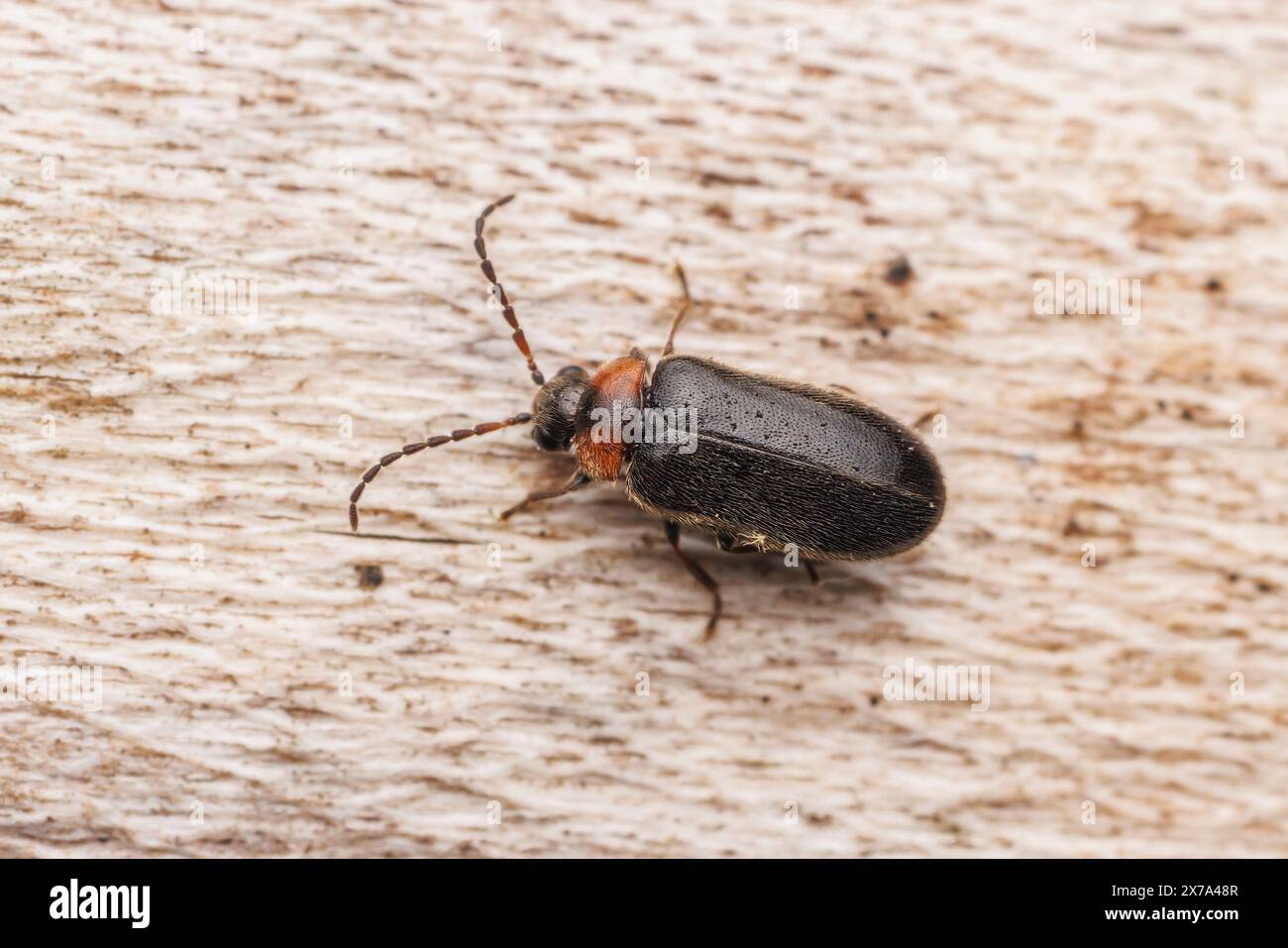 Marsh Beetle (Elodes maculicollis Stock Photo - Alamy