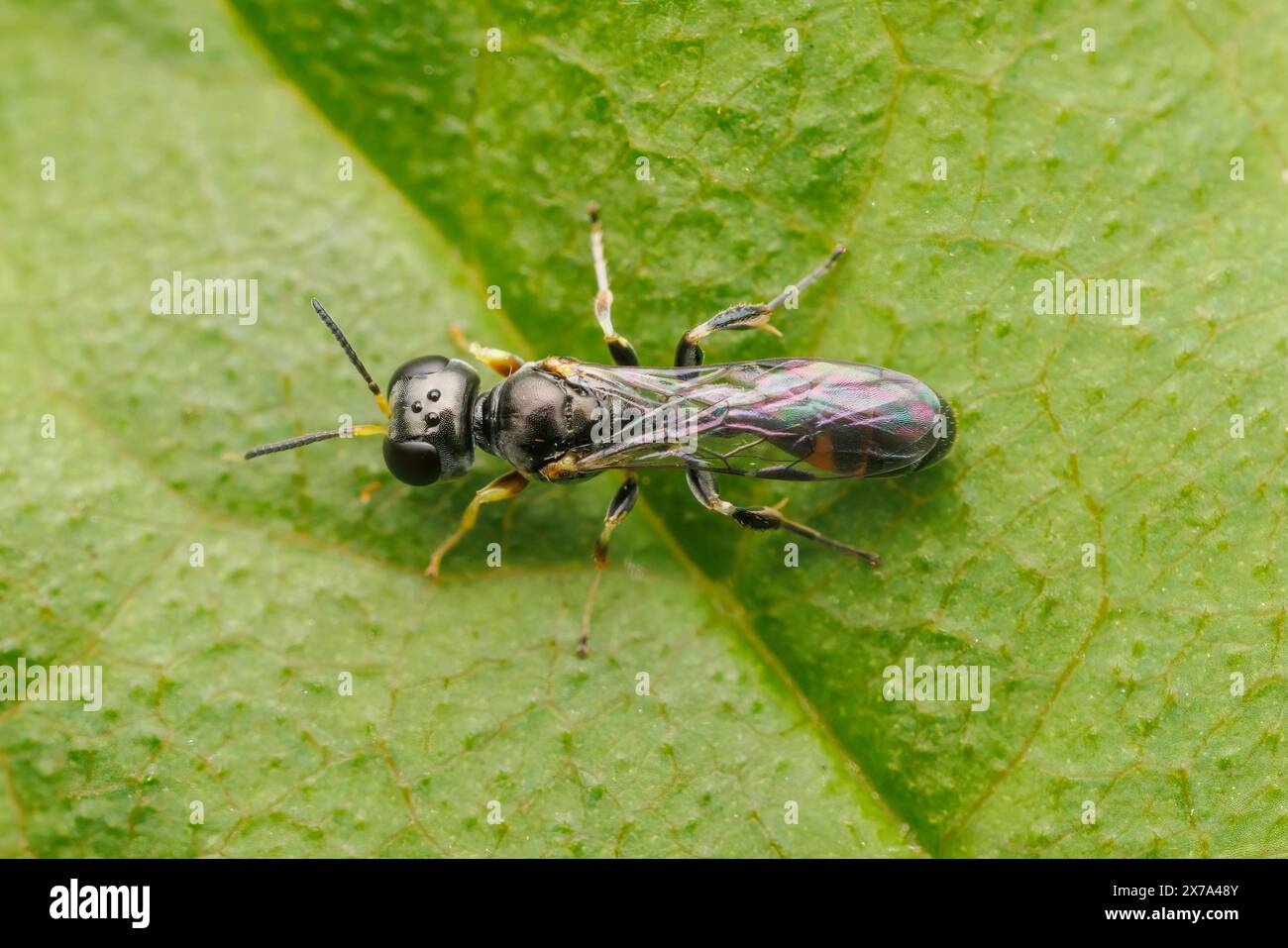 Square-headed Wasp (Rhopalum sp Stock Photo - Alamy