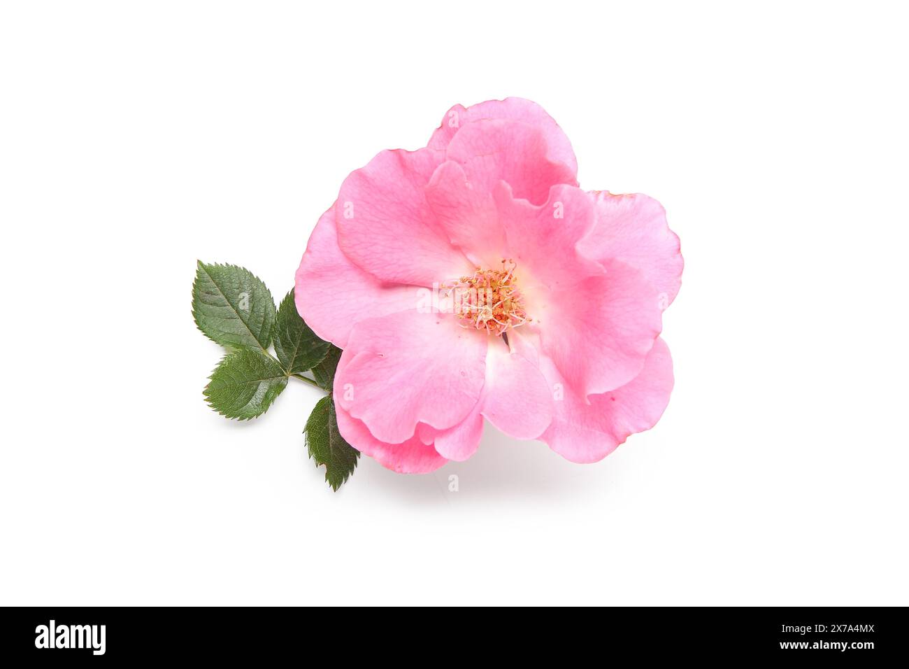 Beautiful rose hip flower with leaves on white background Stock Photo ...