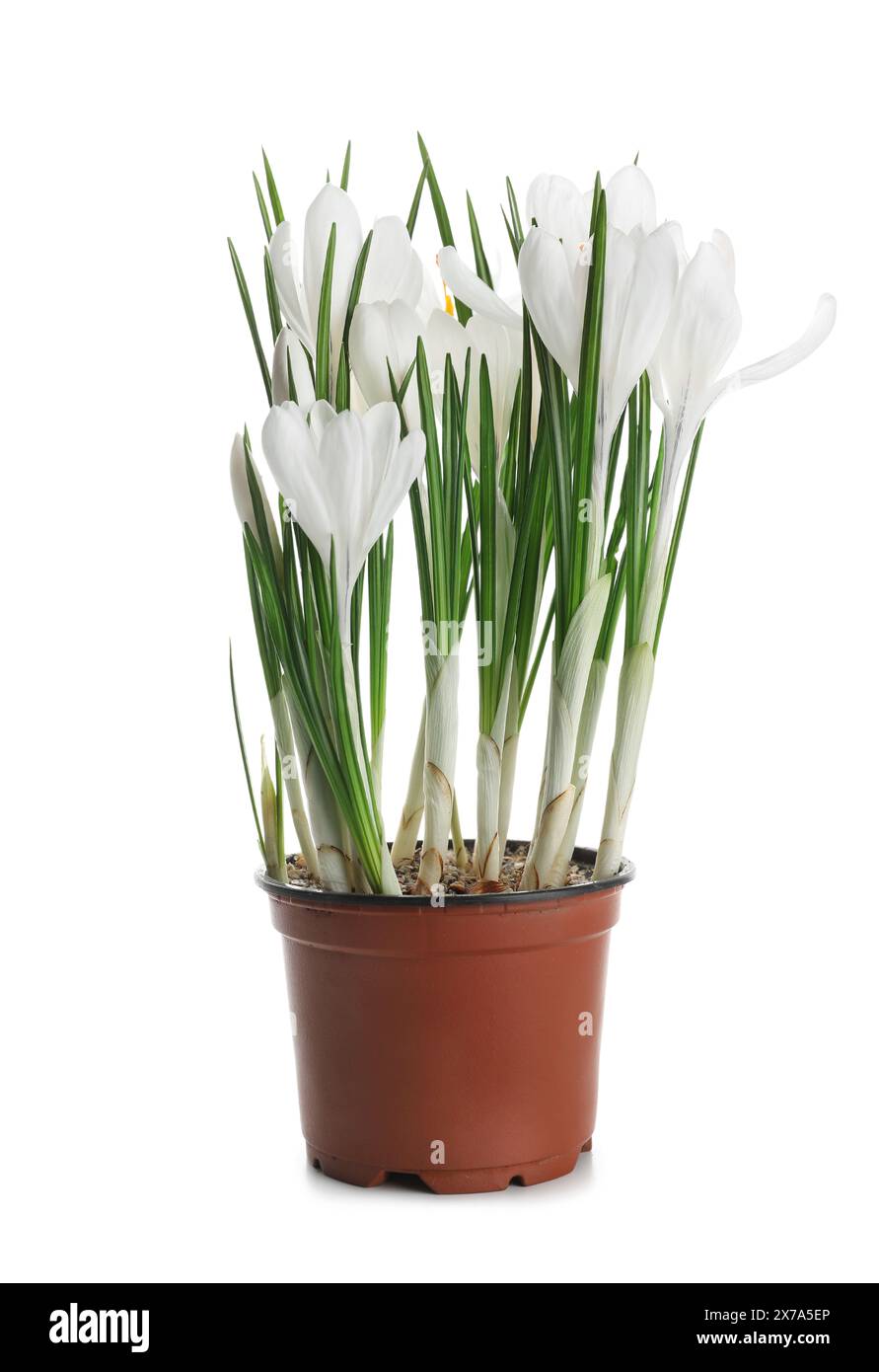 Pot with beautiful crocus flowers on white background Stock Photo - Alamy