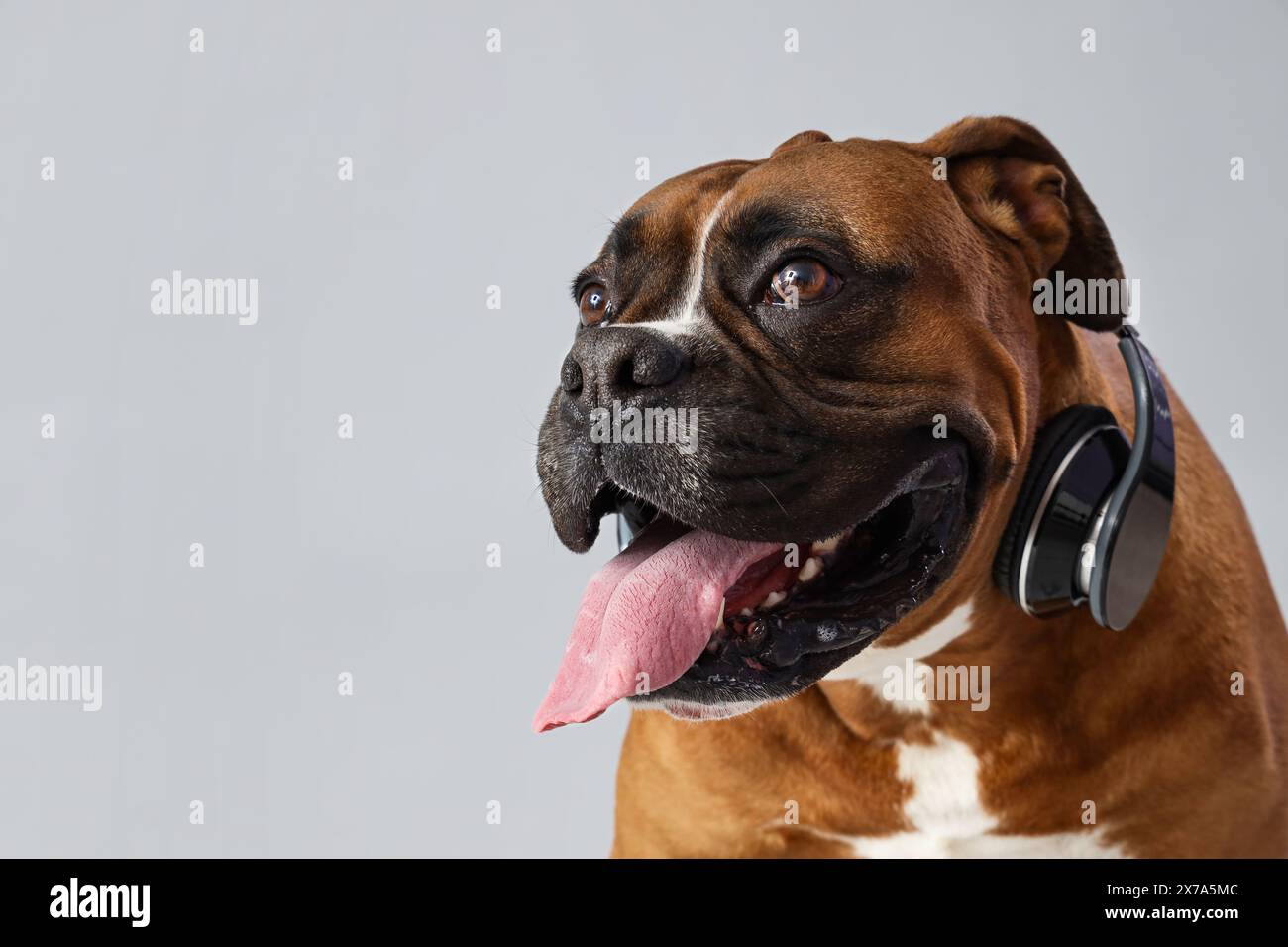 Boxer dog with headphones on light background, closeup Stock Photo - Alamy