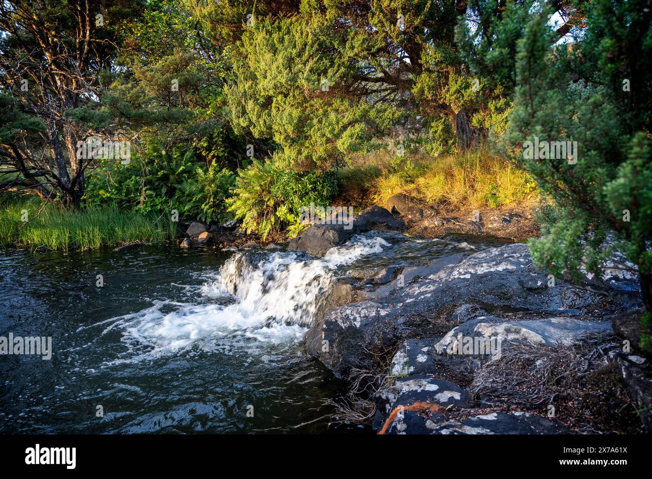 Cascades on Waratah River, Waratah Tasmania Stock Photo - Alamy