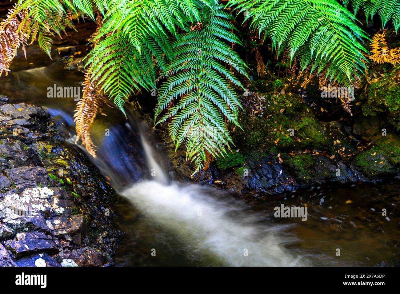 Small cascade with overhanging fern fronds, Philosopher Falls, Waratah ...