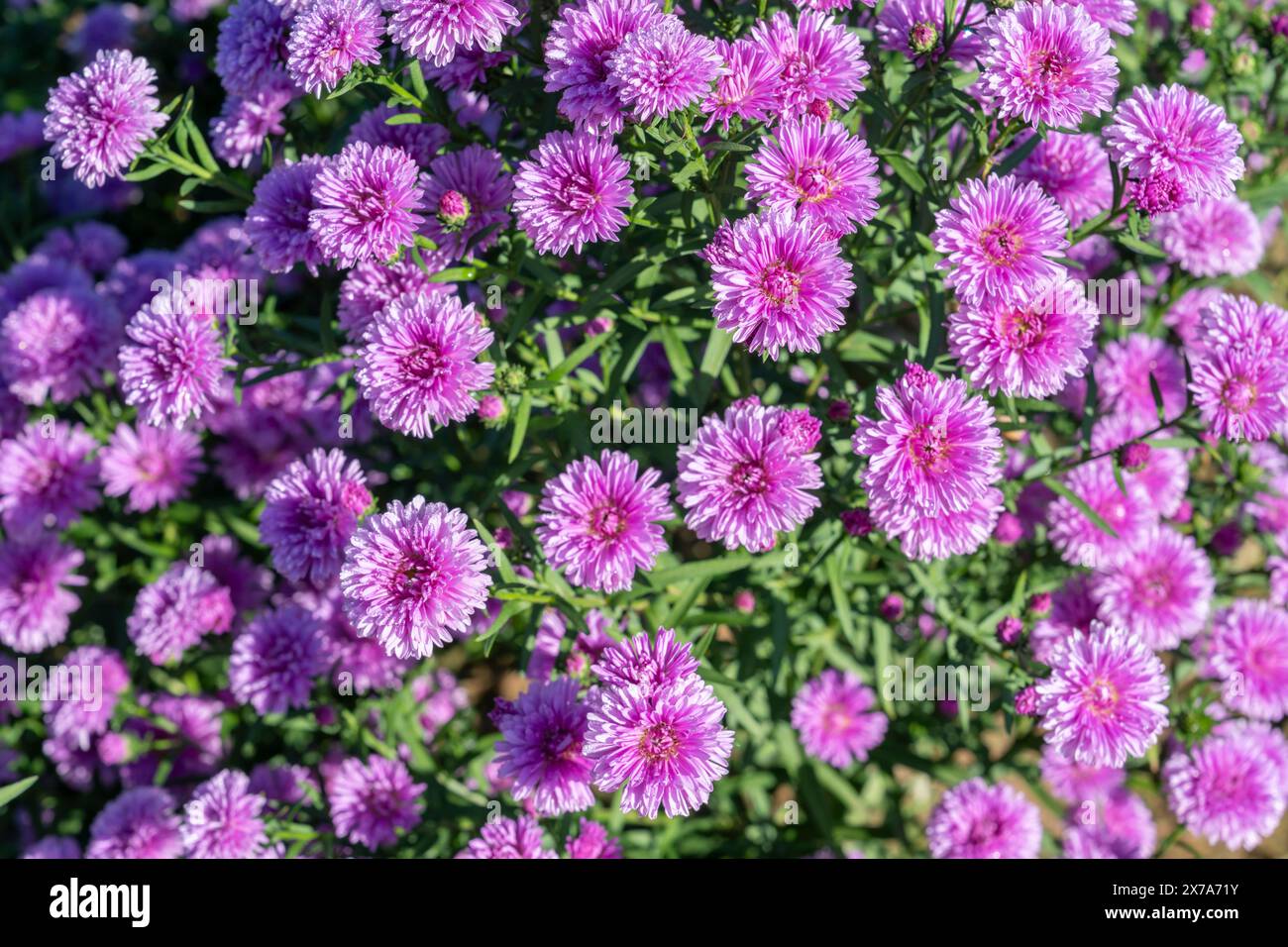 Margaret flower hi-res stock photography and images - Alamy
