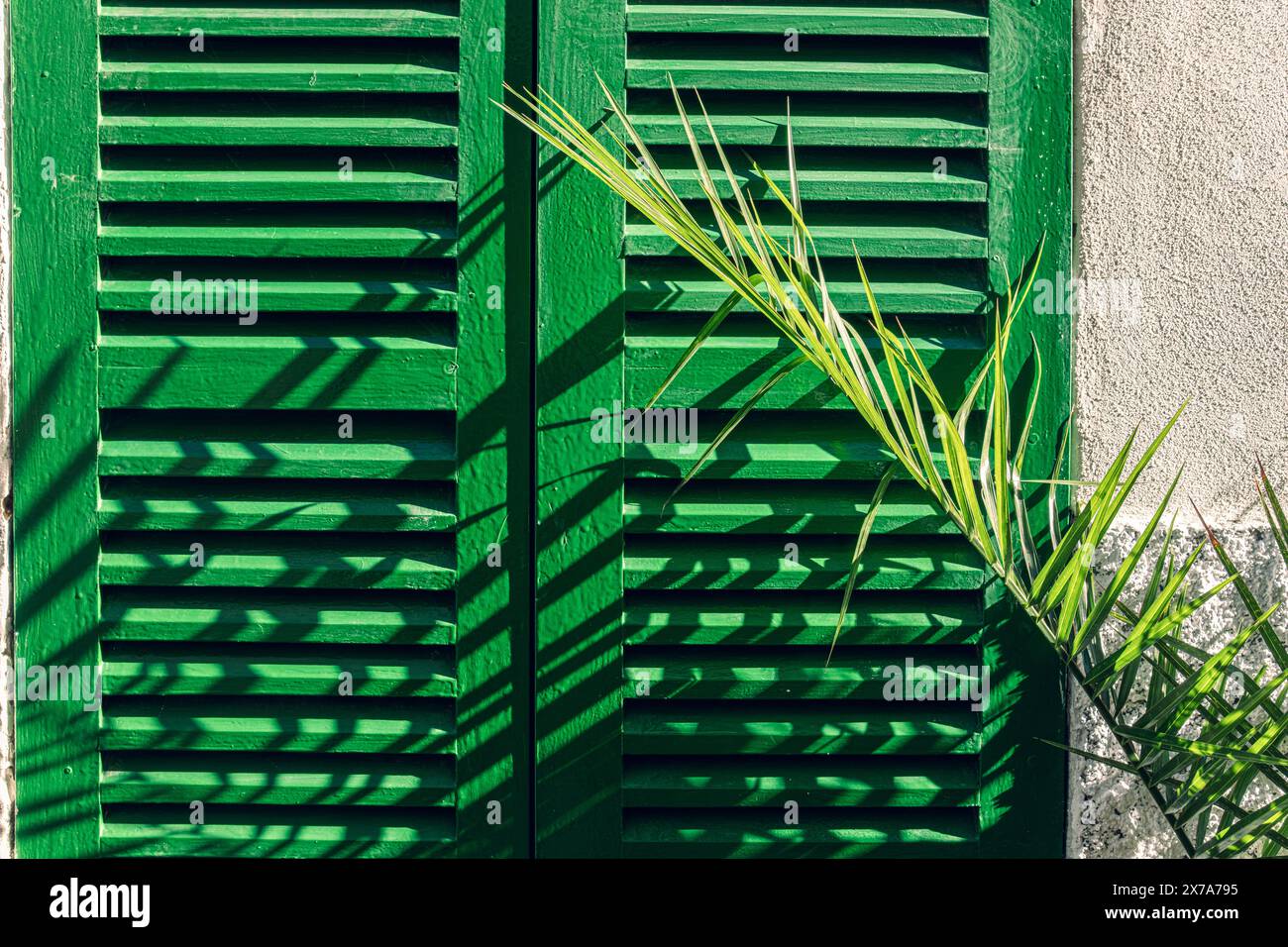 Wooden green shutters and palm leave. Peeling wooden shutters close-up ...