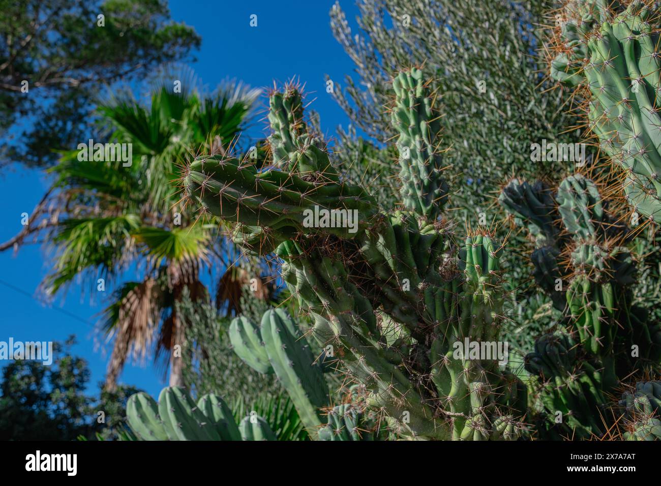Cactus thickets. Close-up photo of cactus thickets. Spiny and green ...