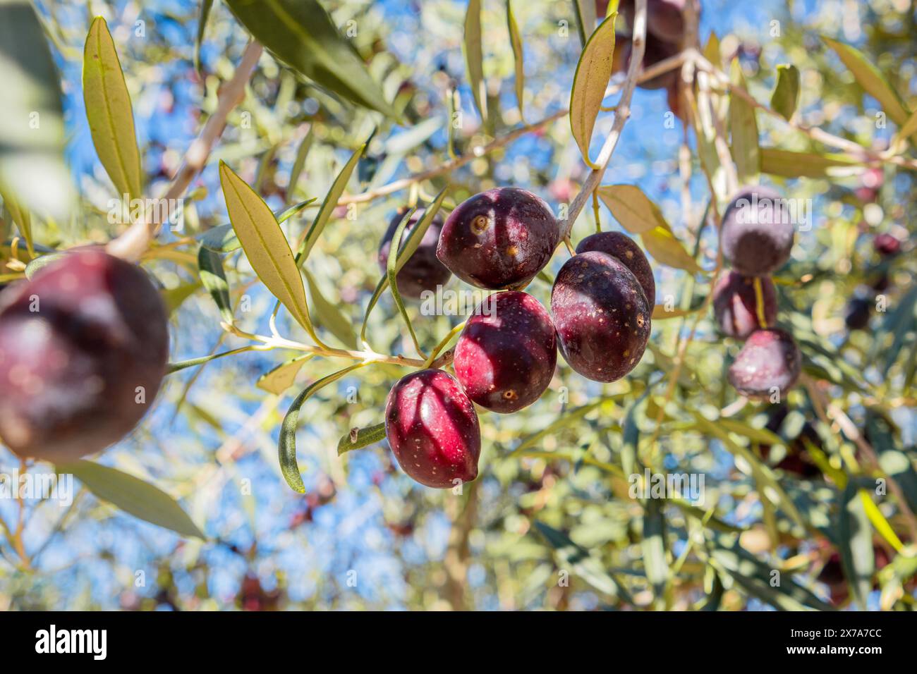 Purple olives ripen on the branches. Olives on the branches of an olive ...