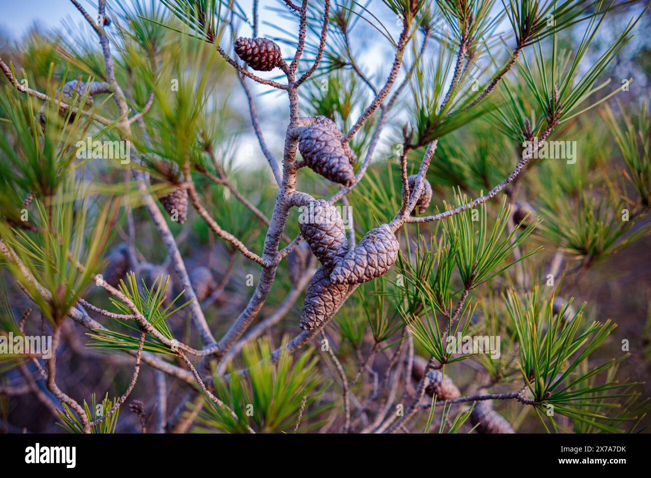 Pine trees with cones in the rays of the setting sun. Pine trees on the ...