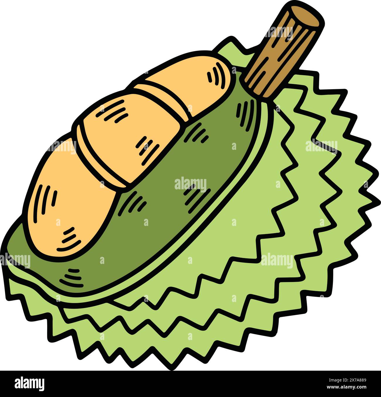 Durian line drawing hi-res stock photography and images - Alamy