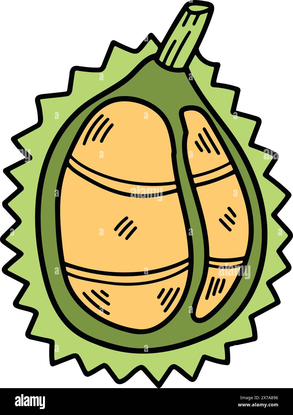 Durian line drawing hi-res stock photography and images - Alamy