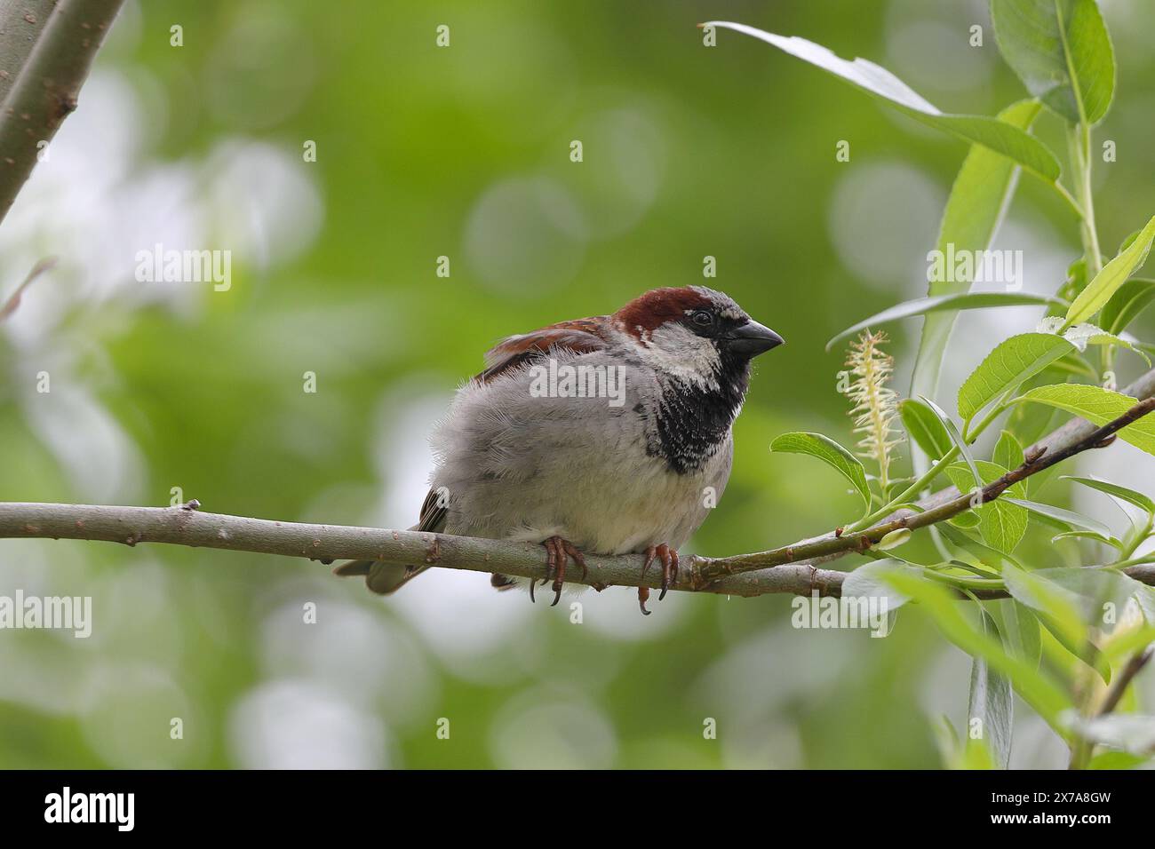 House sparrow on old hi-res stock photography and images - Alamy