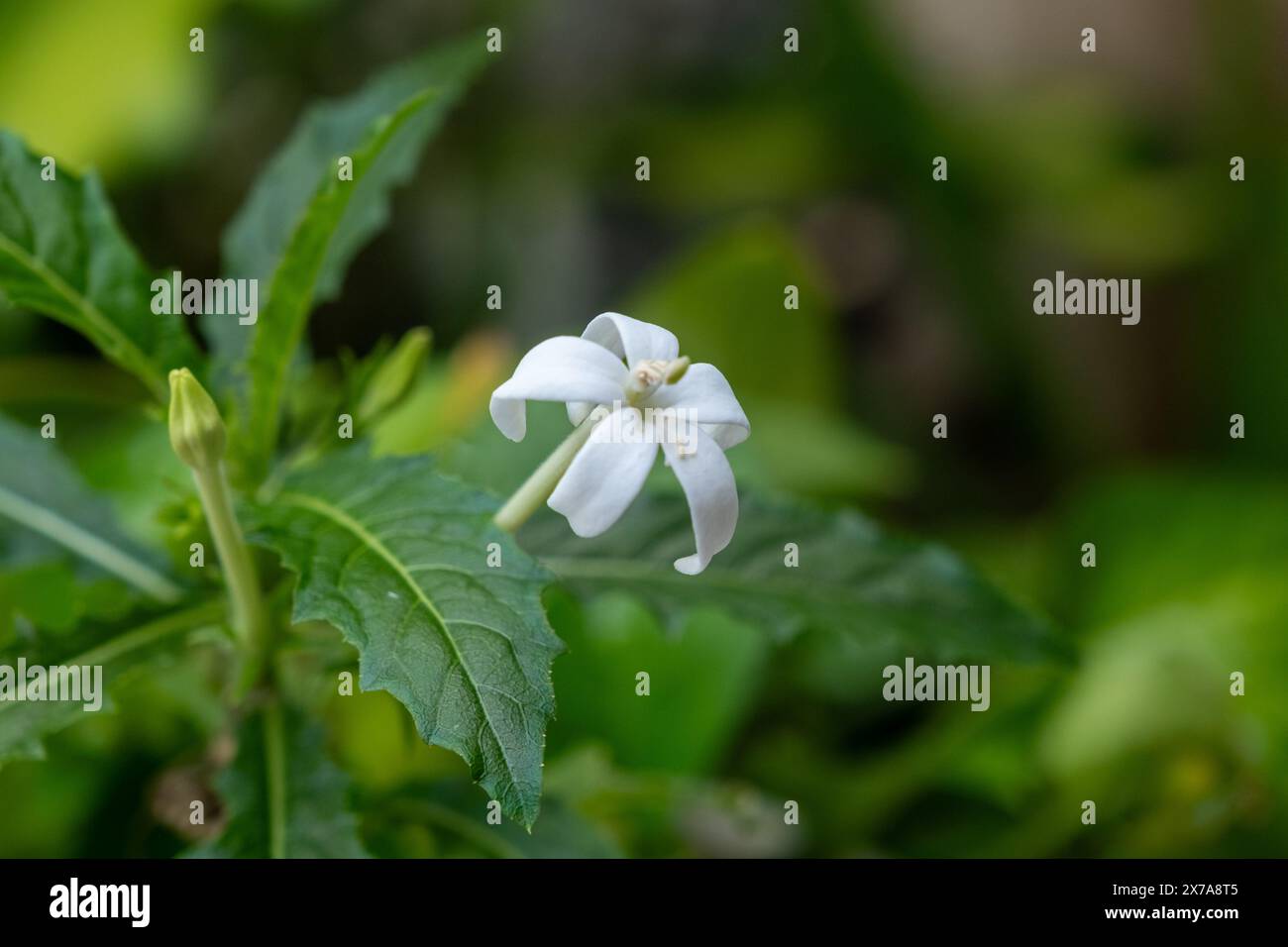Hippobroma longiflora, also known as star of Bethlehem, displays ...