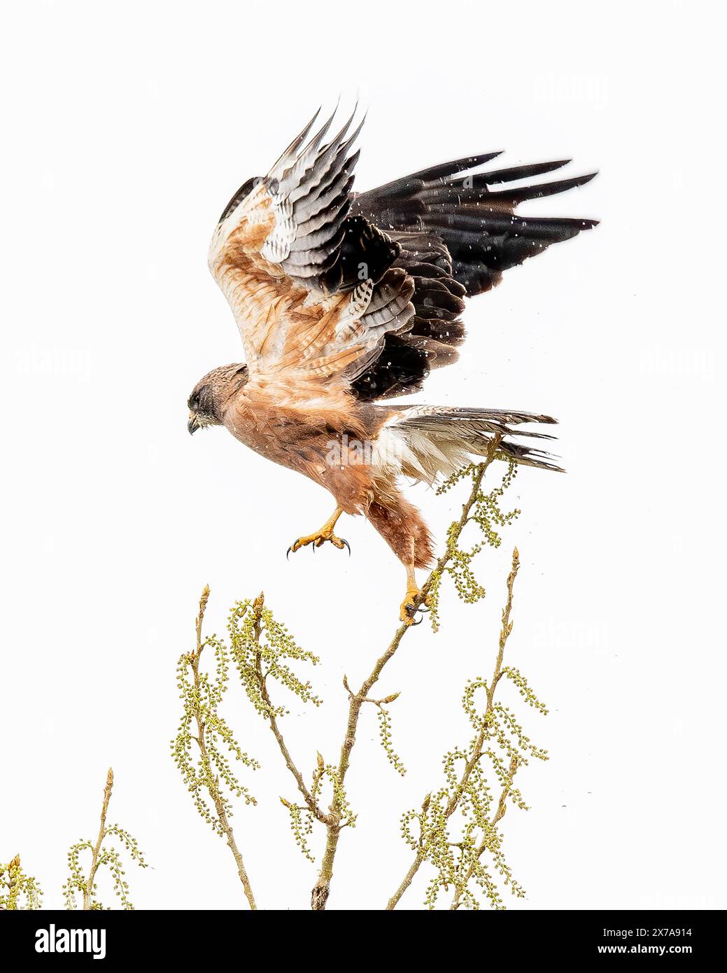 Swainson's Hawk - Buteo swainsoni - Colorado wildlife in Rocky Mountain ...