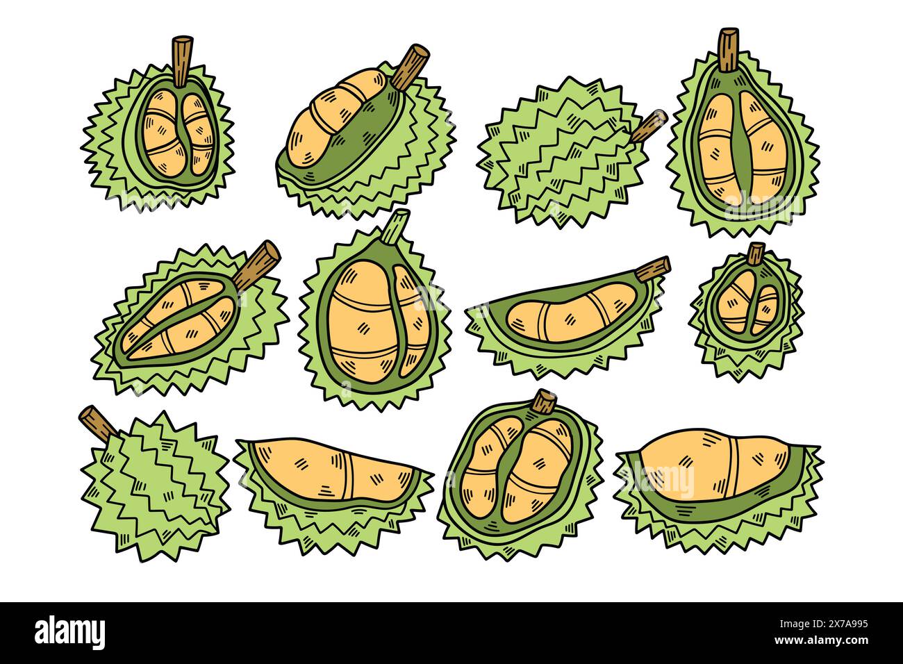 a hand drawn delicious durian illustration in line style Stock Vector ...