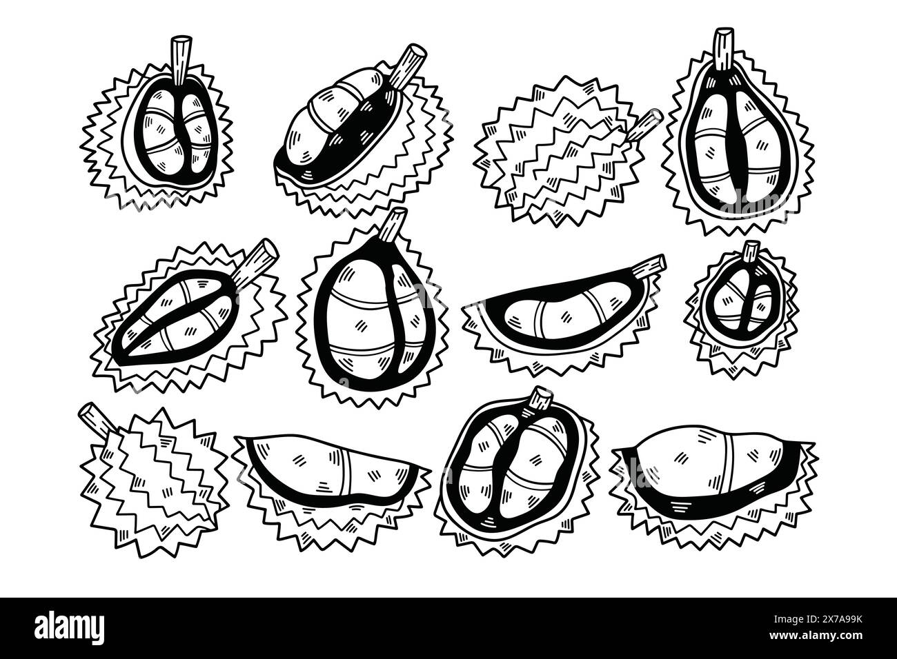 Durian line drawing hi-res stock photography and images - Alamy