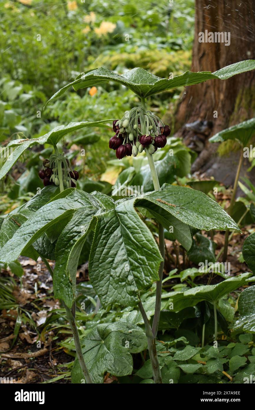 Mayapples growing in the Hermannshof Gardens in Weinheim, Germany Stock ...