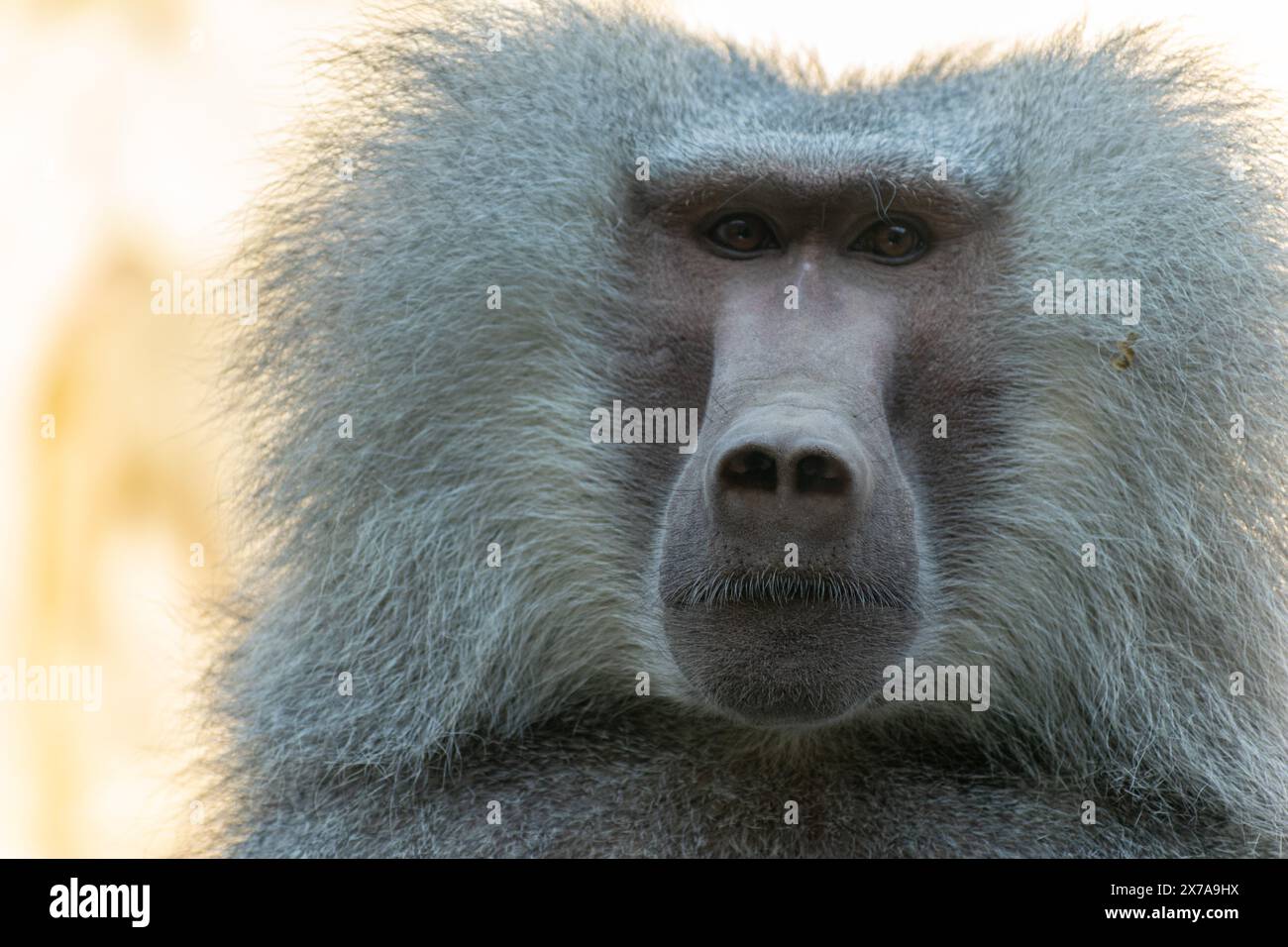 Babuin Portrait, Papio Anubis Stock Photo - Alamy