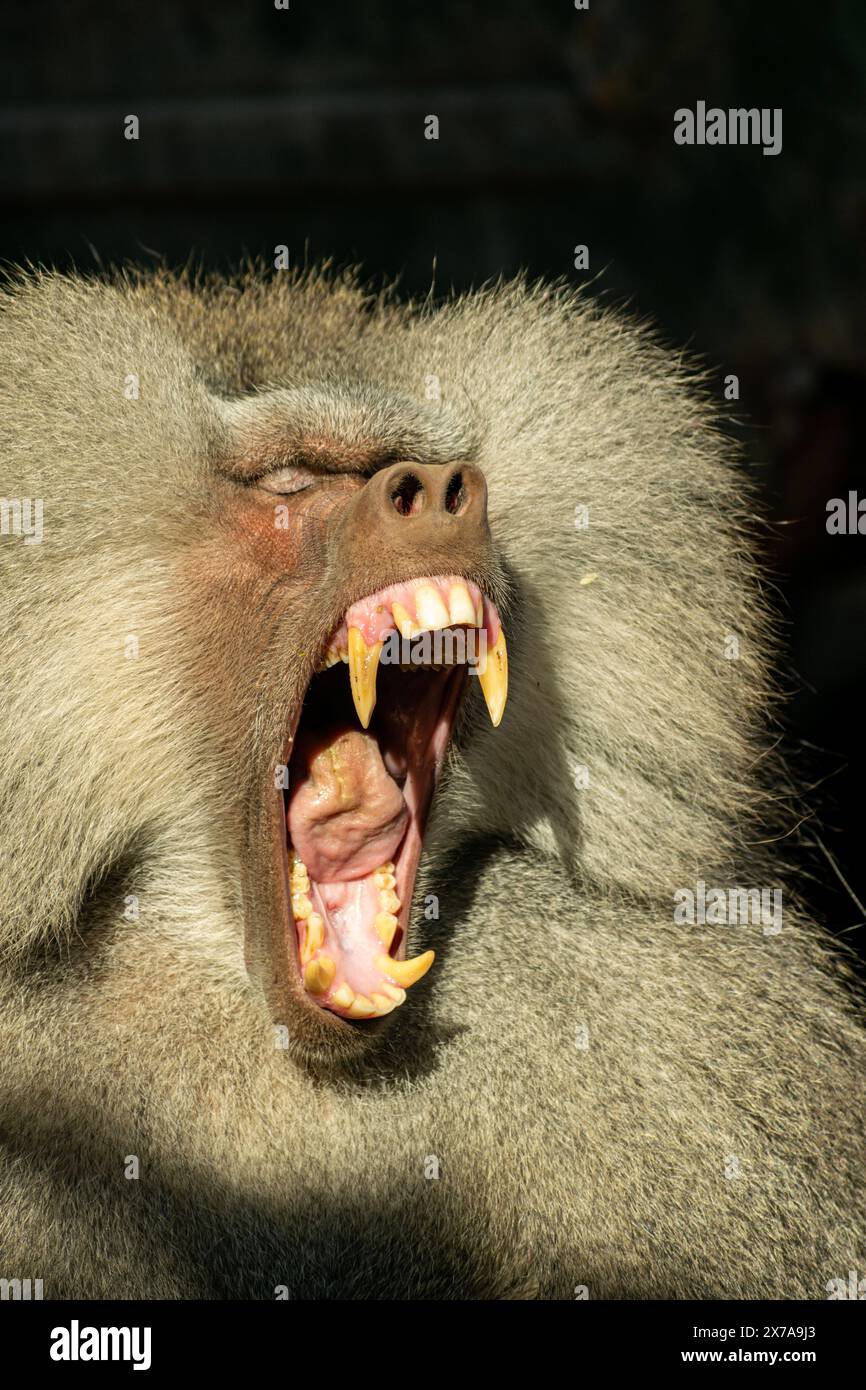 Babuin hi-res stock photography and images - Alamy