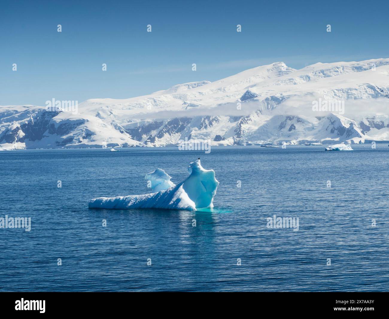 South polar skua (Catharacta maccormicki) on an "growler" iceberg near ...
