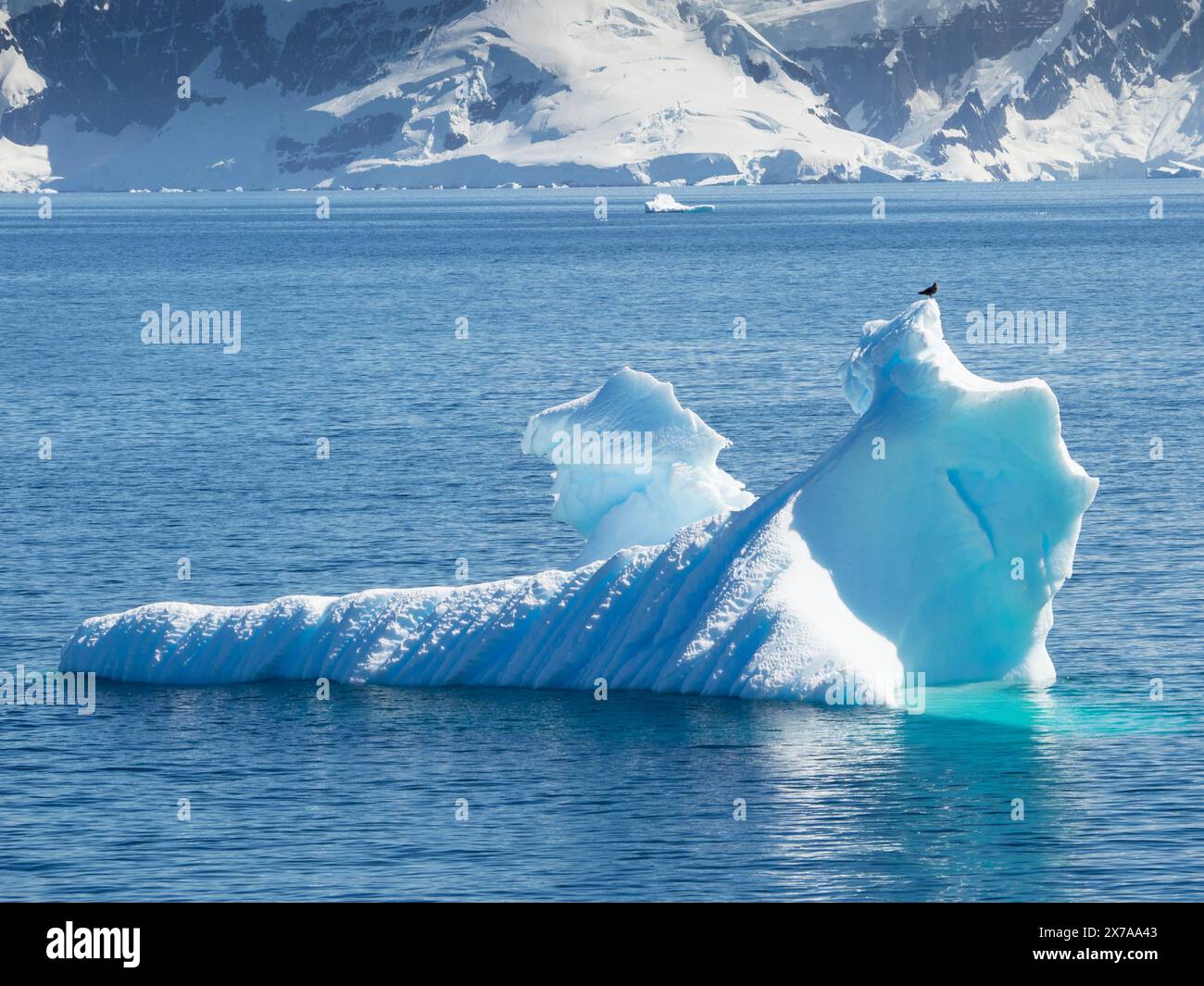South polar skua (Catharacta maccormicki) on a "growler" iceberg near ...
