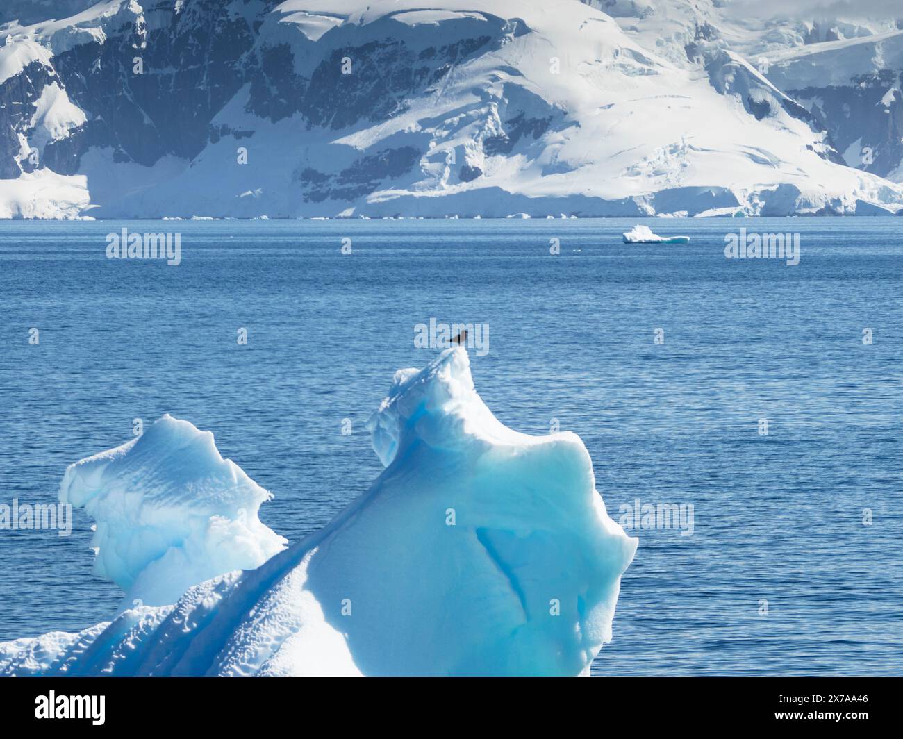 South polar skua (Catharacta maccormicki) on a "growler" iceberg near ...