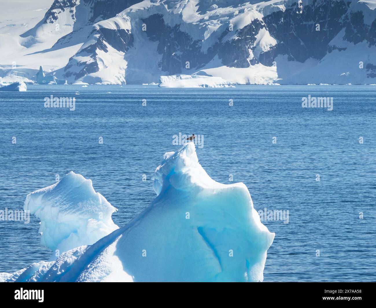 South polar skua (Catharacta maccormicki) on a "growler" iceberg near ...