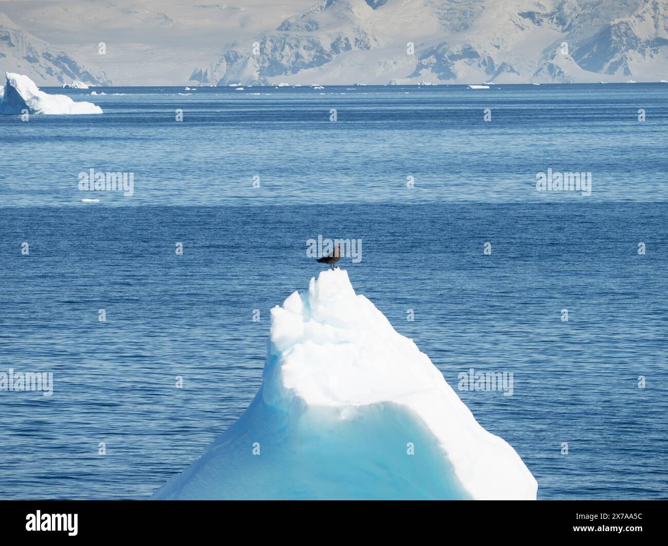 South polar skua (Catharacta maccormicki) on a "growler" iceberg near ...